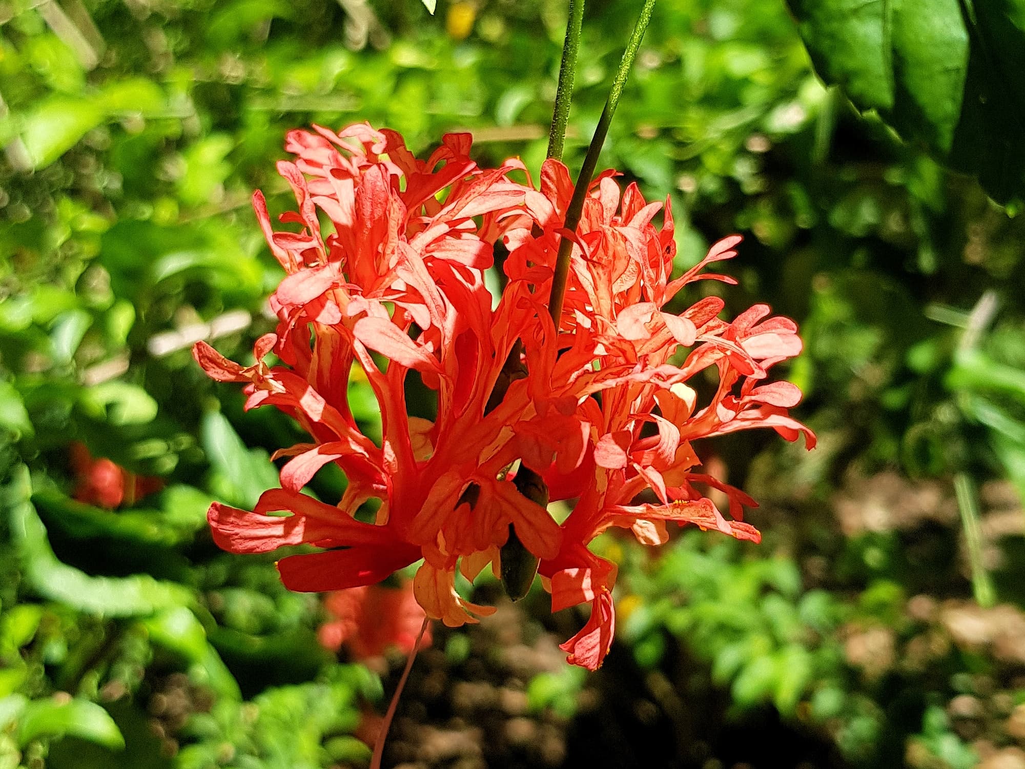 Spider Hibiscus / Japanese Lantern (Hibiscus schizopetalus) – Ausemade