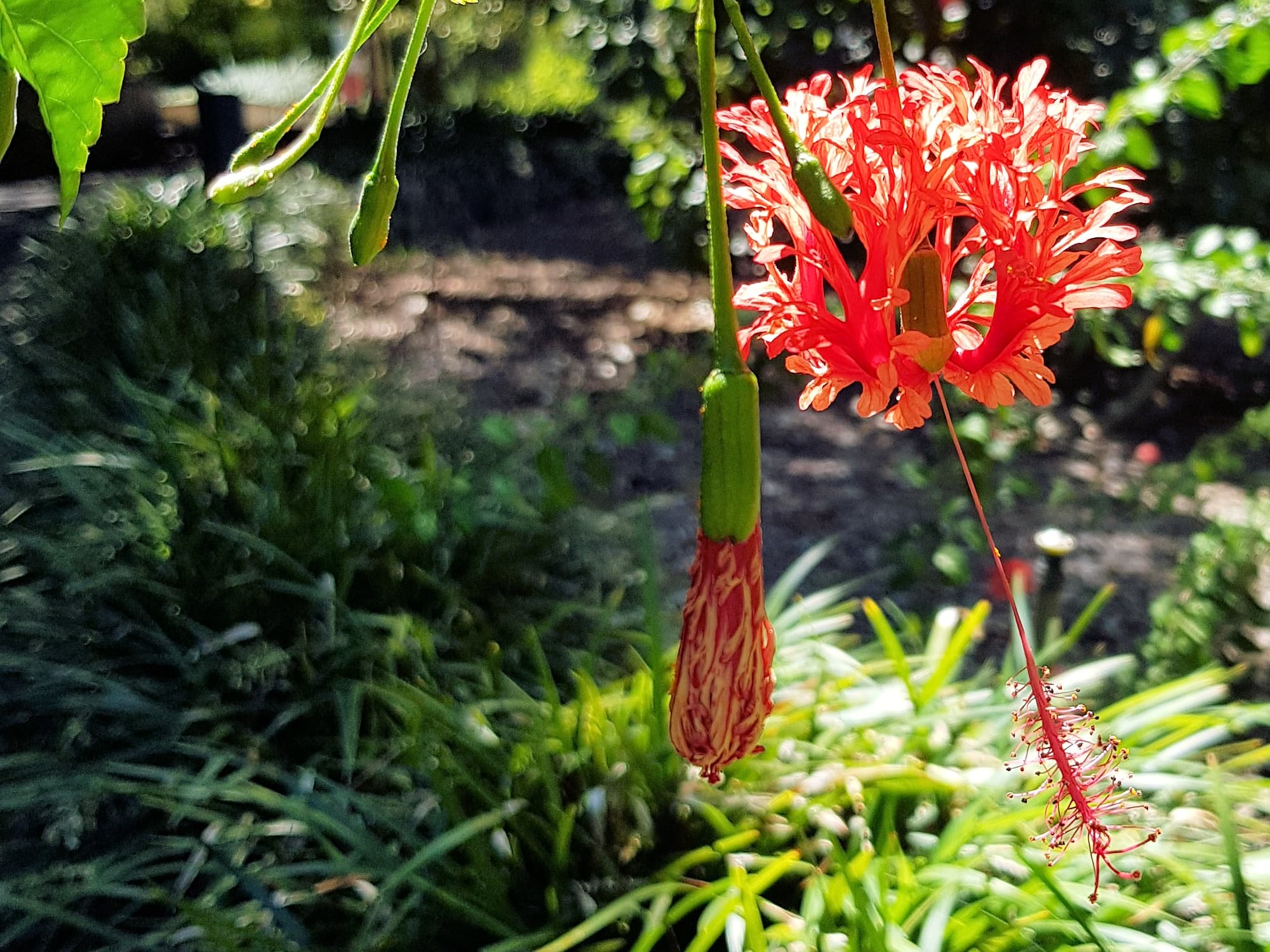 Spider Hibiscus / Japanese Lantern (Hibiscus schizopetalus) – Ausemade
