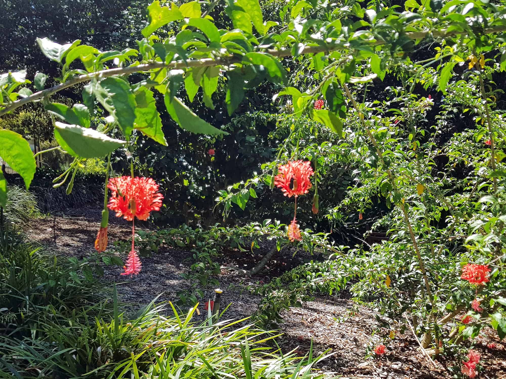 Spider Hibiscus / Japanese Lantern (Hibiscus schizopetalus) – Ausemade