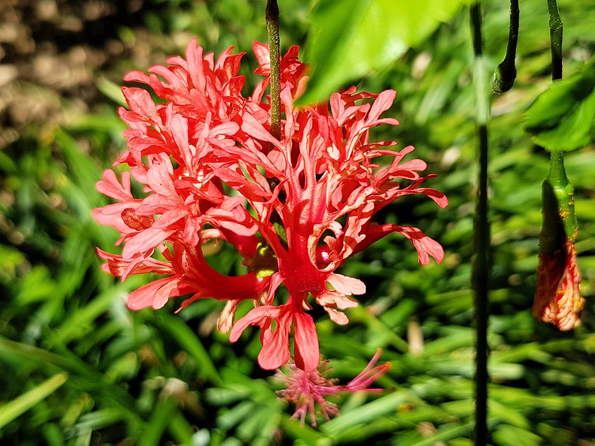 Spider Hibiscus / Japanese Lantern (Hibiscus schizopetalus) – Ausemade