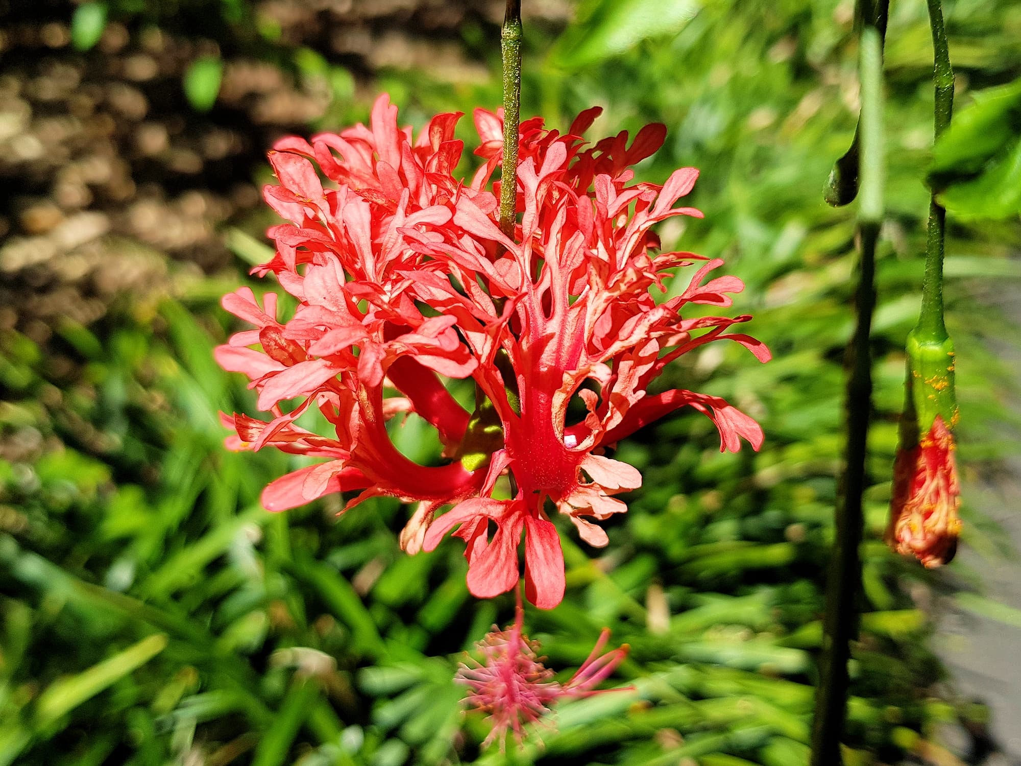 Spider Hibiscus / Japanese Lantern (Hibiscus schizopetalus) – Ausemade
