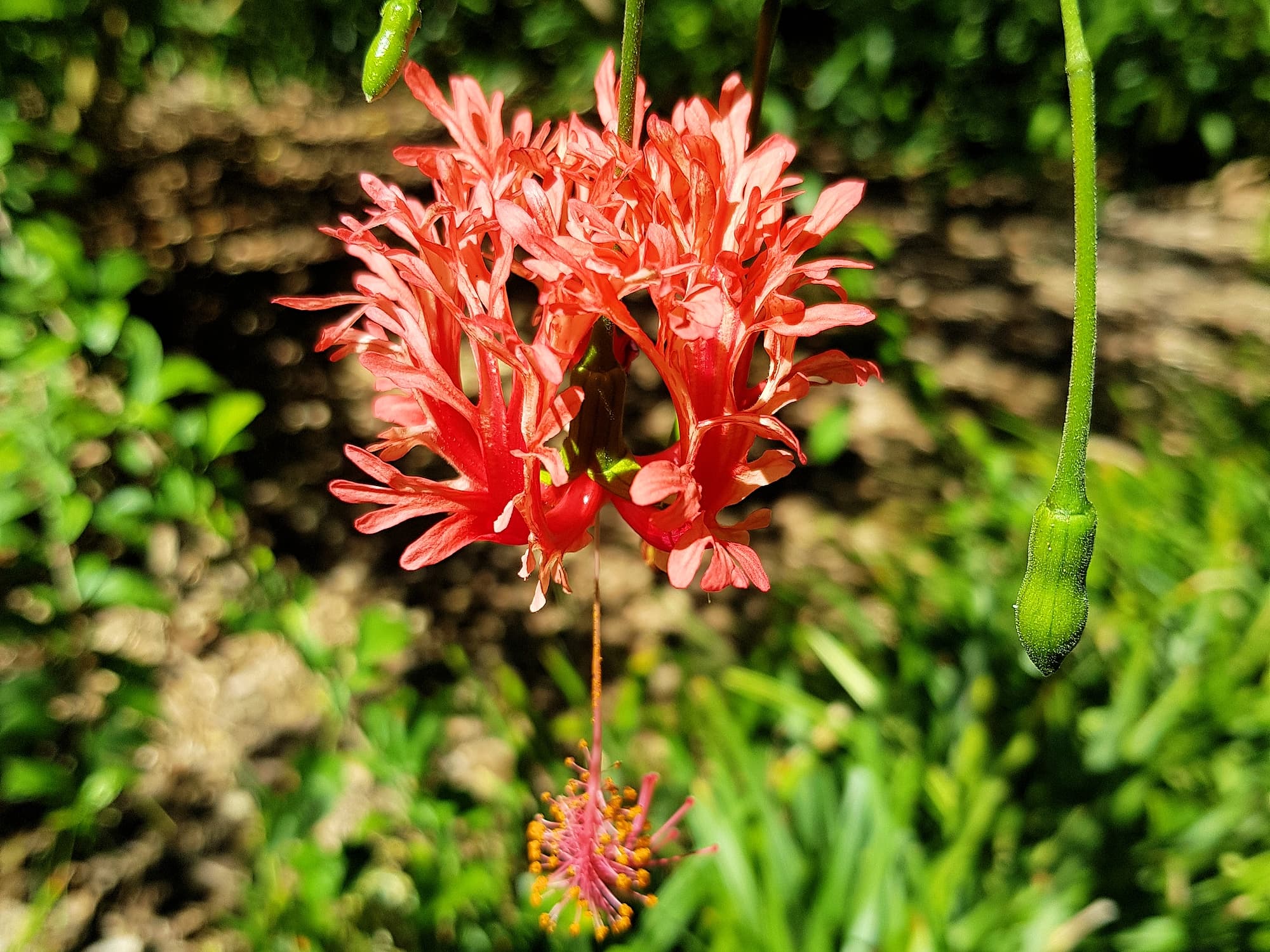 Spider Hibiscus / Japanese Lantern (Hibiscus schizopetalus) – Ausemade