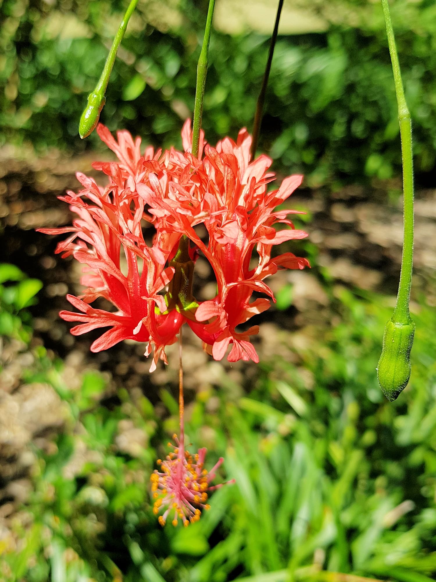 Spider Hibiscus / Japanese Lantern (Hibiscus schizopetalus) – Ausemade