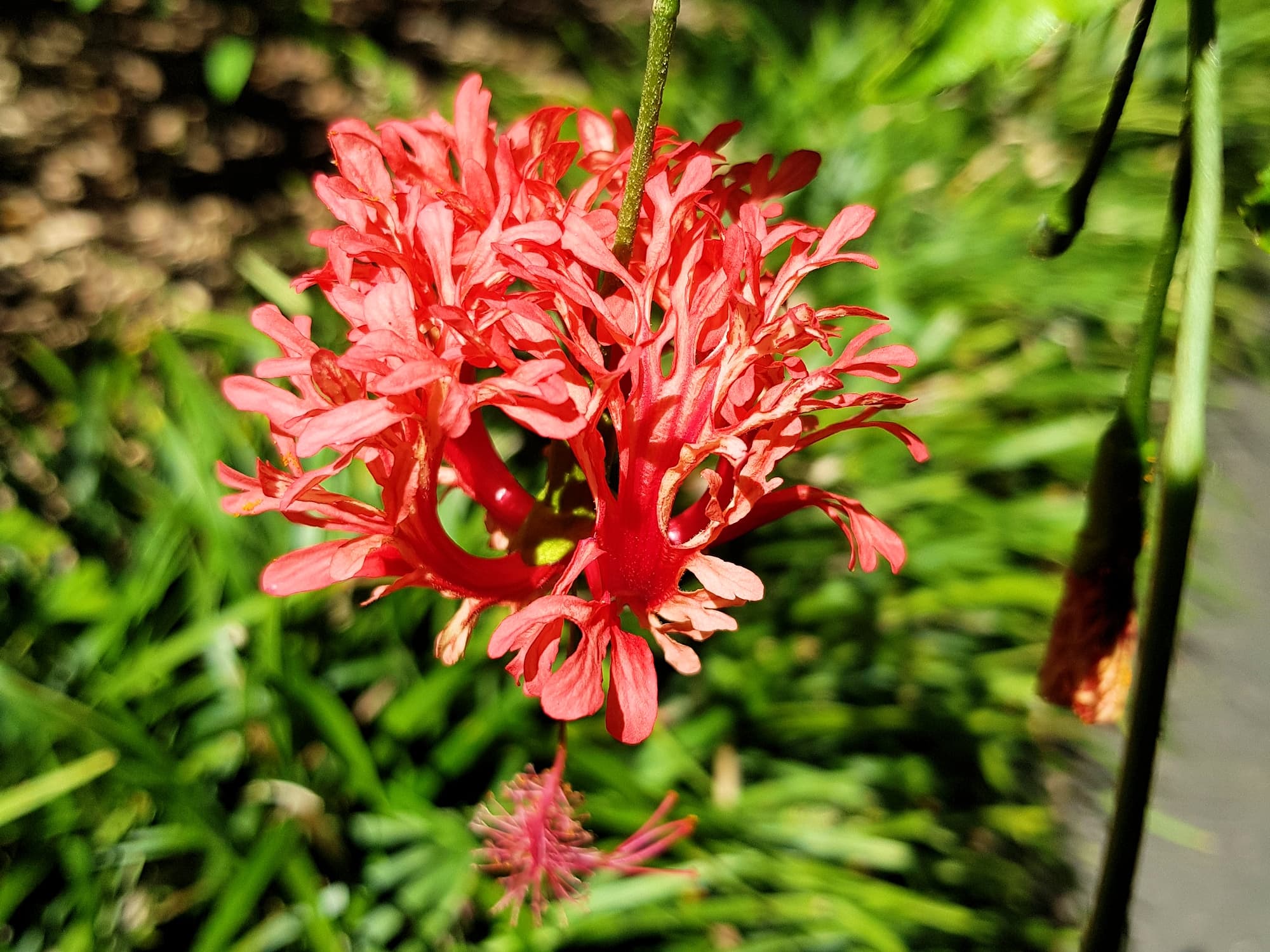 Spider Hibiscus / Japanese Lantern (Hibiscus schizopetalus) – Ausemade