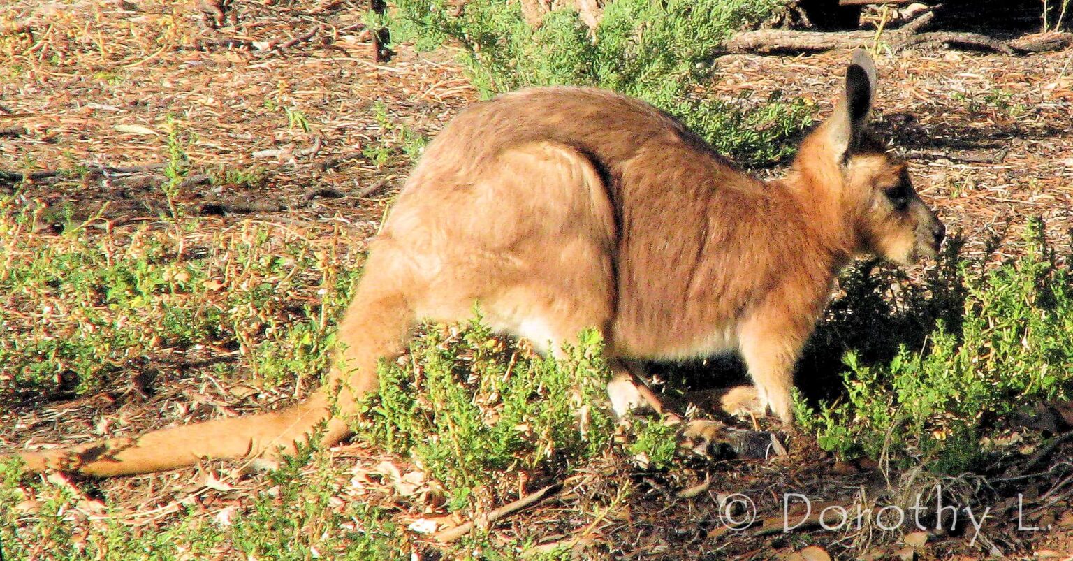 Wallaroo – Ausemade