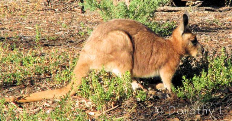 Wallaroo – Ausemade