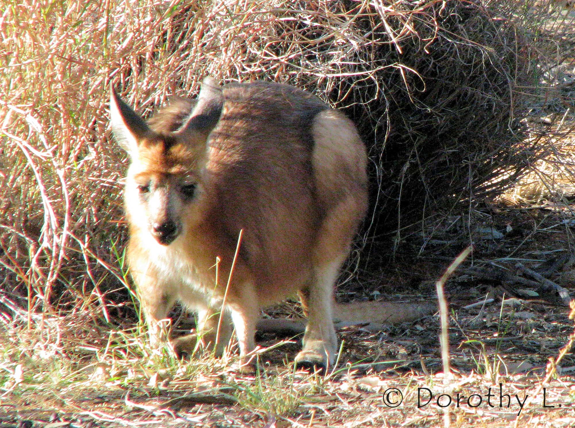 Wallaroo – Ausemade