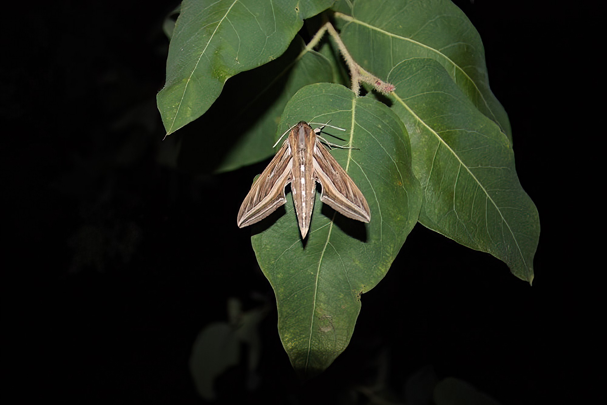 Hippotion celerio (Vine Hawk Moth) – Ausemade
