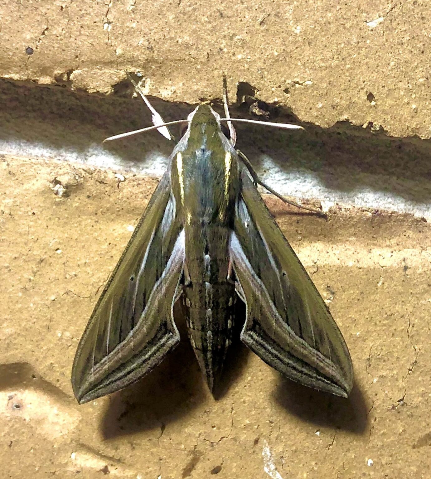 Hippotion celerio (Vine Hawk Moth) – Ausemade