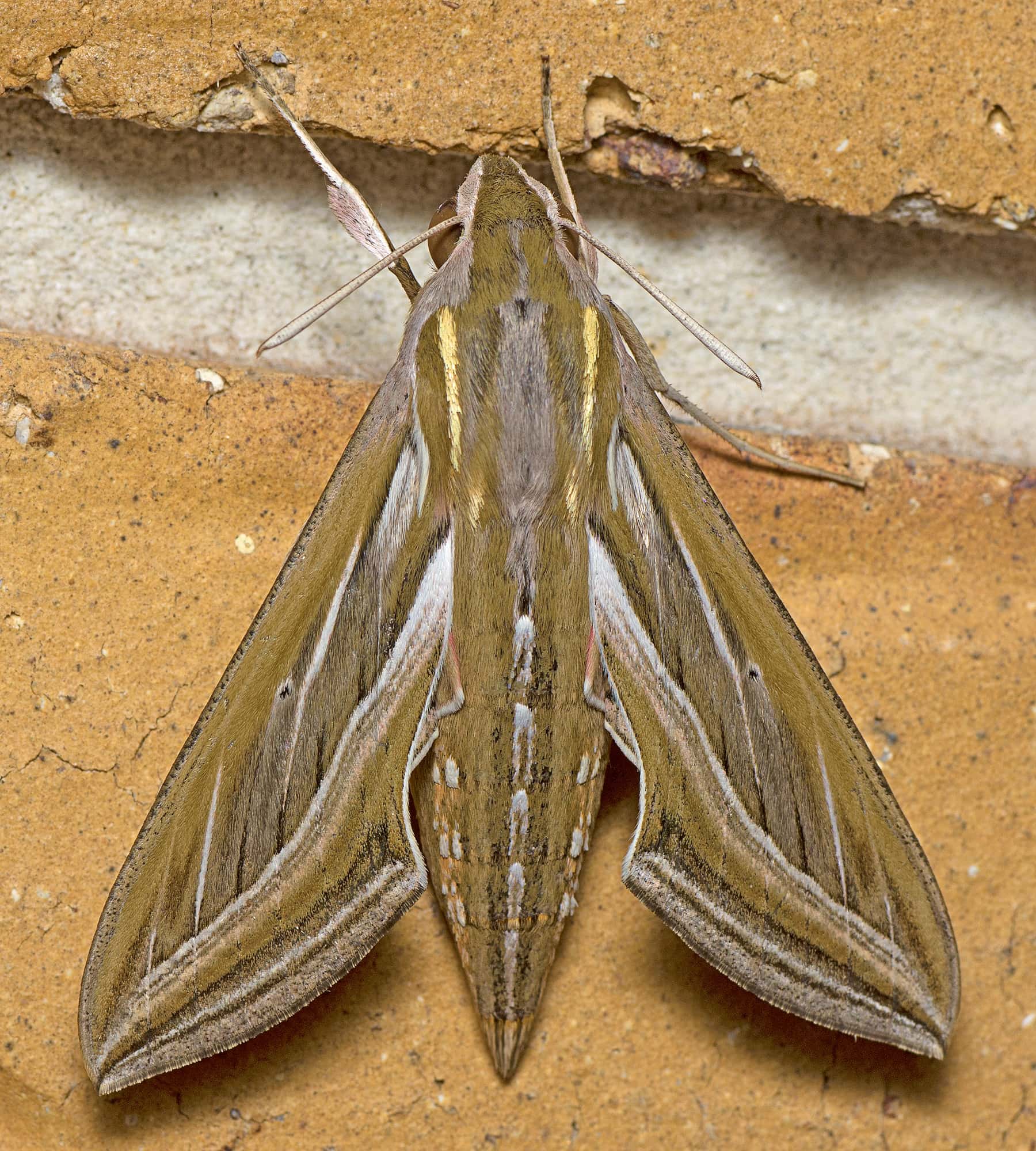 Hippotion celerio (Vine Hawk Moth) – Ausemade