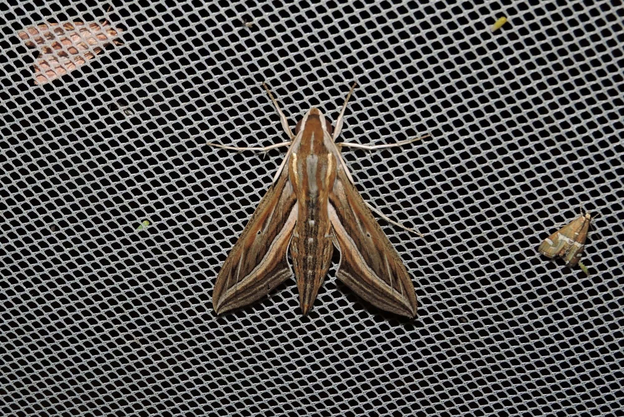 Hippotion celerio (Vine Hawk Moth) – Ausemade