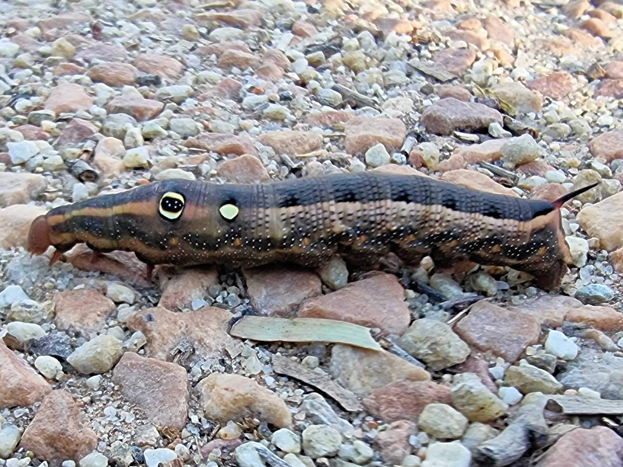 Hippotion celerio – Ausemade