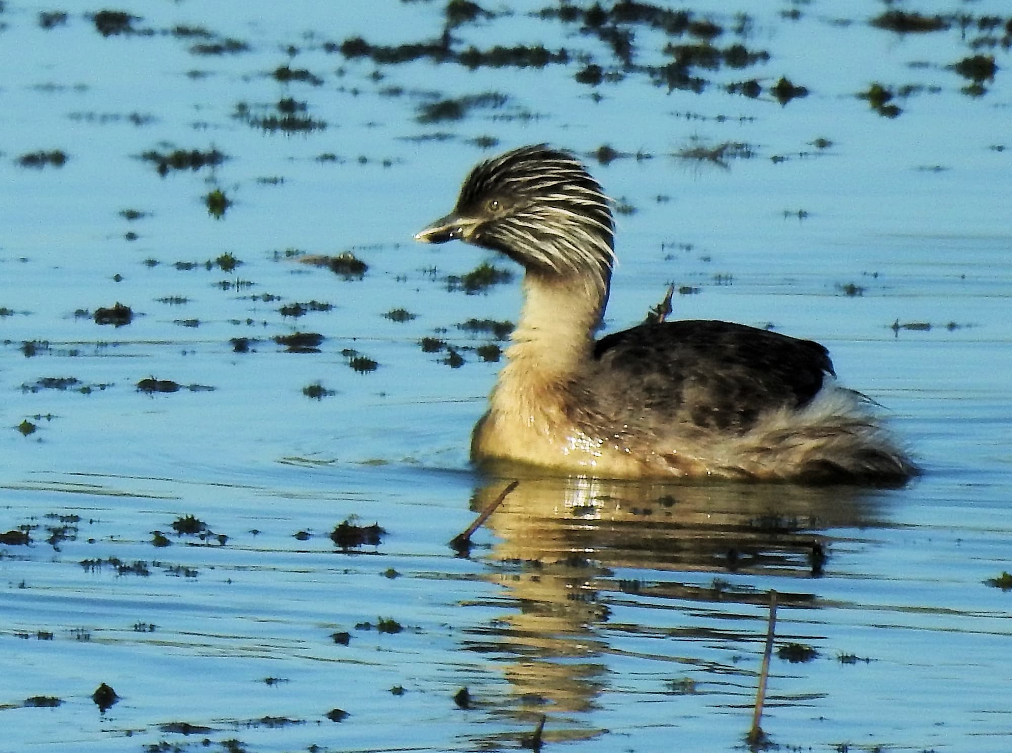 Hoary-headed Grebe at the Ponds – Ausemade
