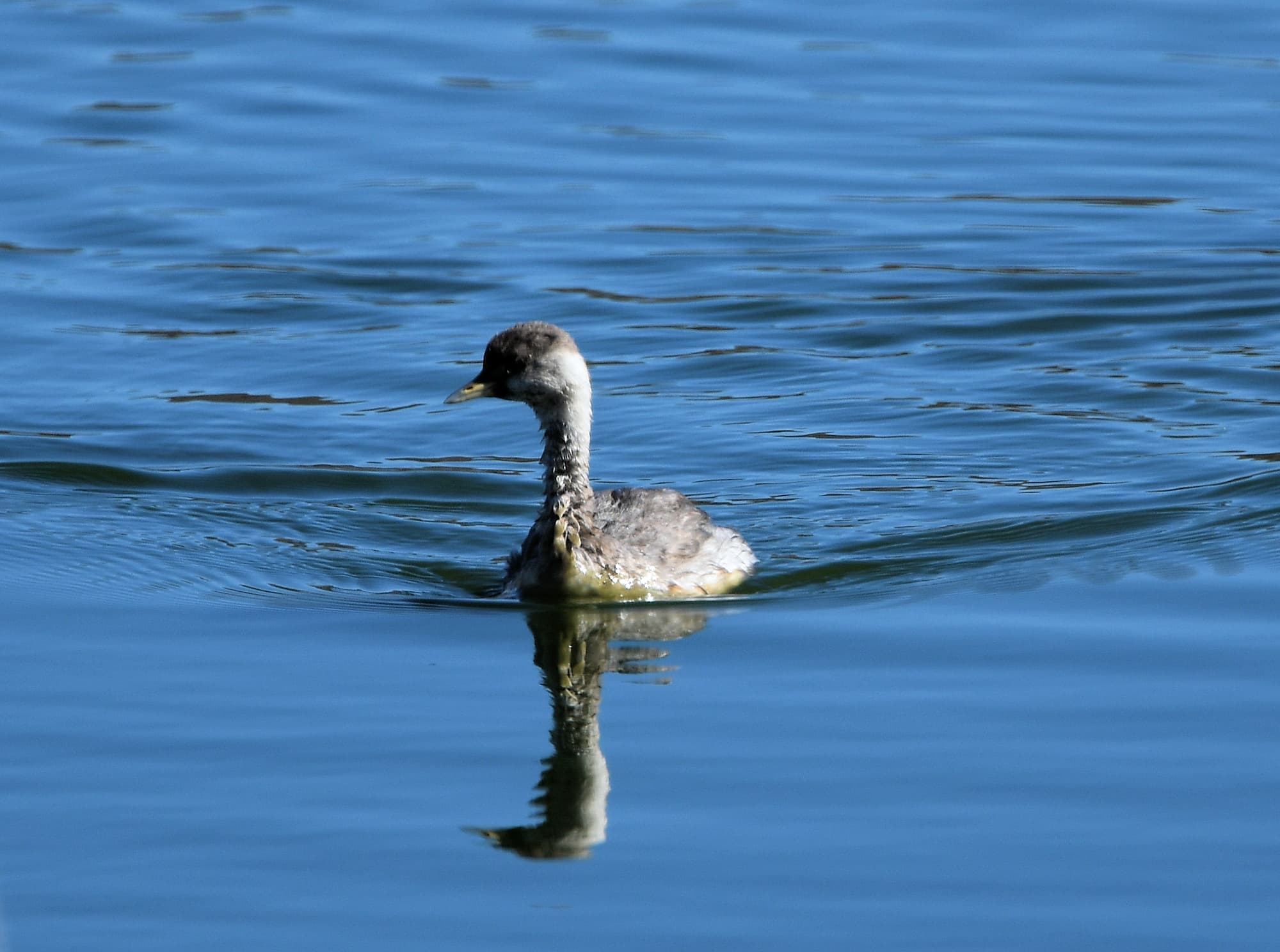 Hoary-headed Grebe at the Ponds – Ausemade