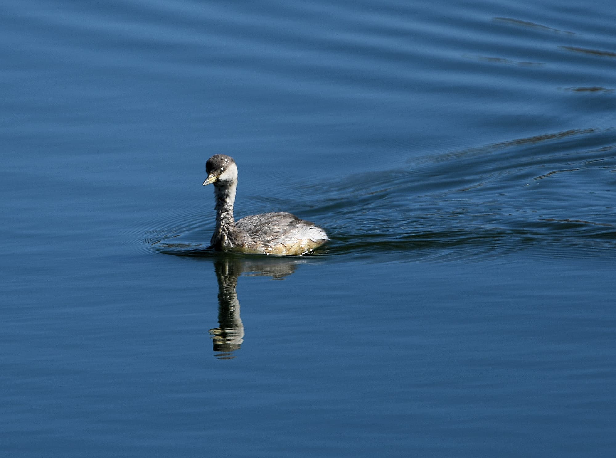 Hoary-headed Grebe at the Ponds – Ausemade