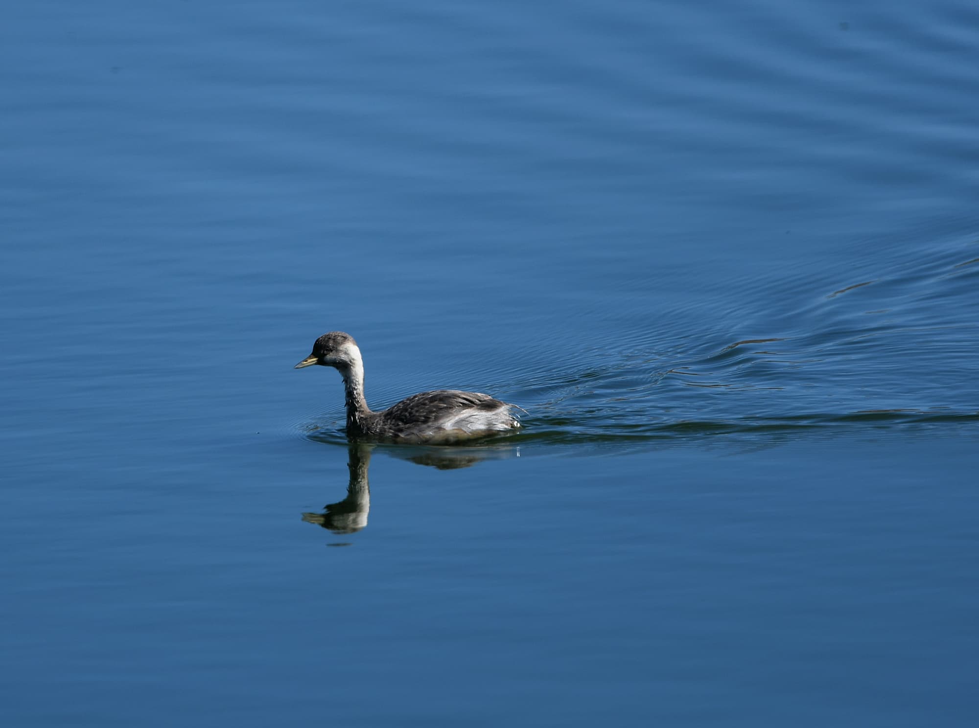 Hoary-headed Grebe at the Ponds – Ausemade