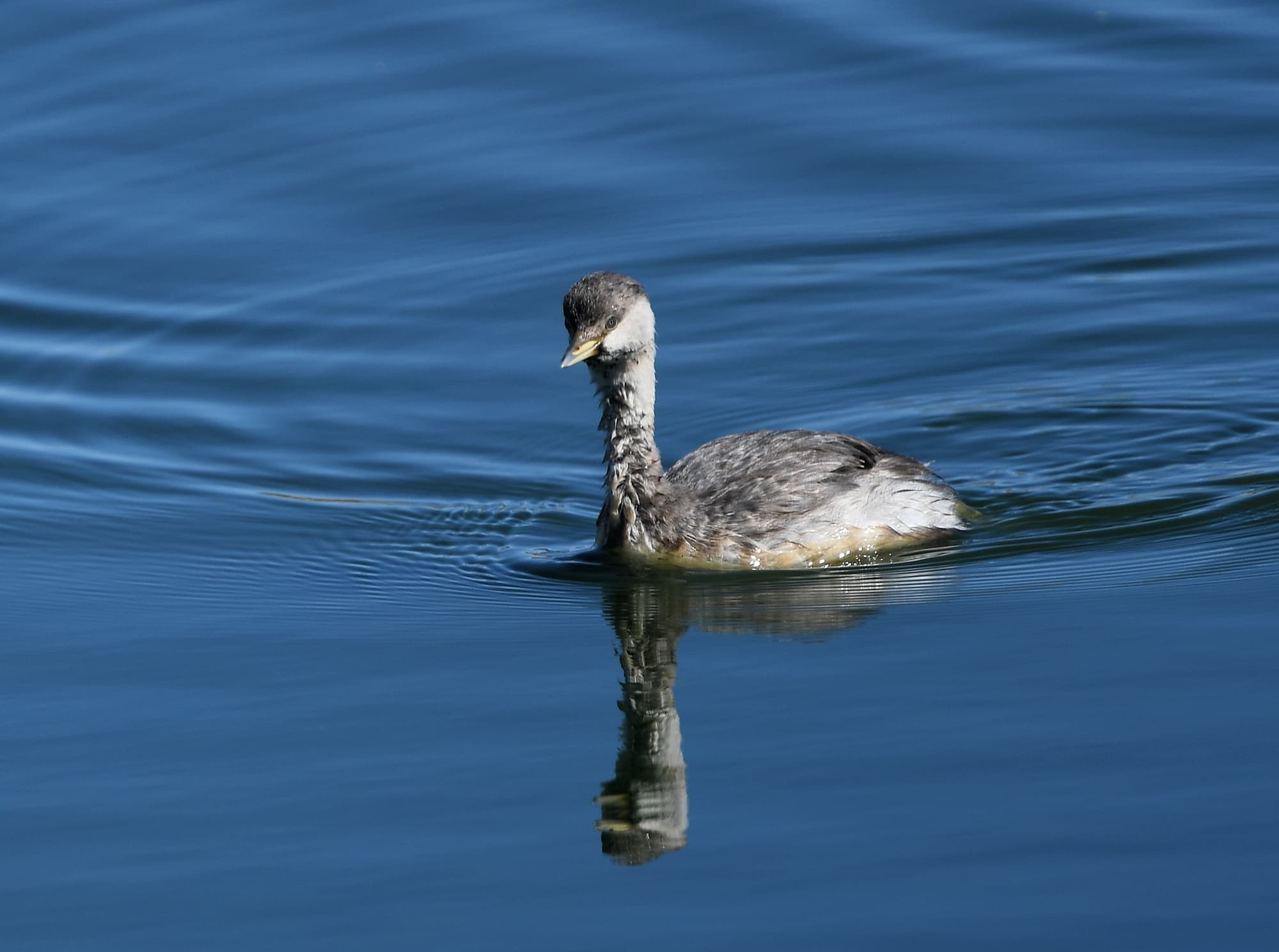 Hoary-headed Grebe at the Ponds – Ausemade