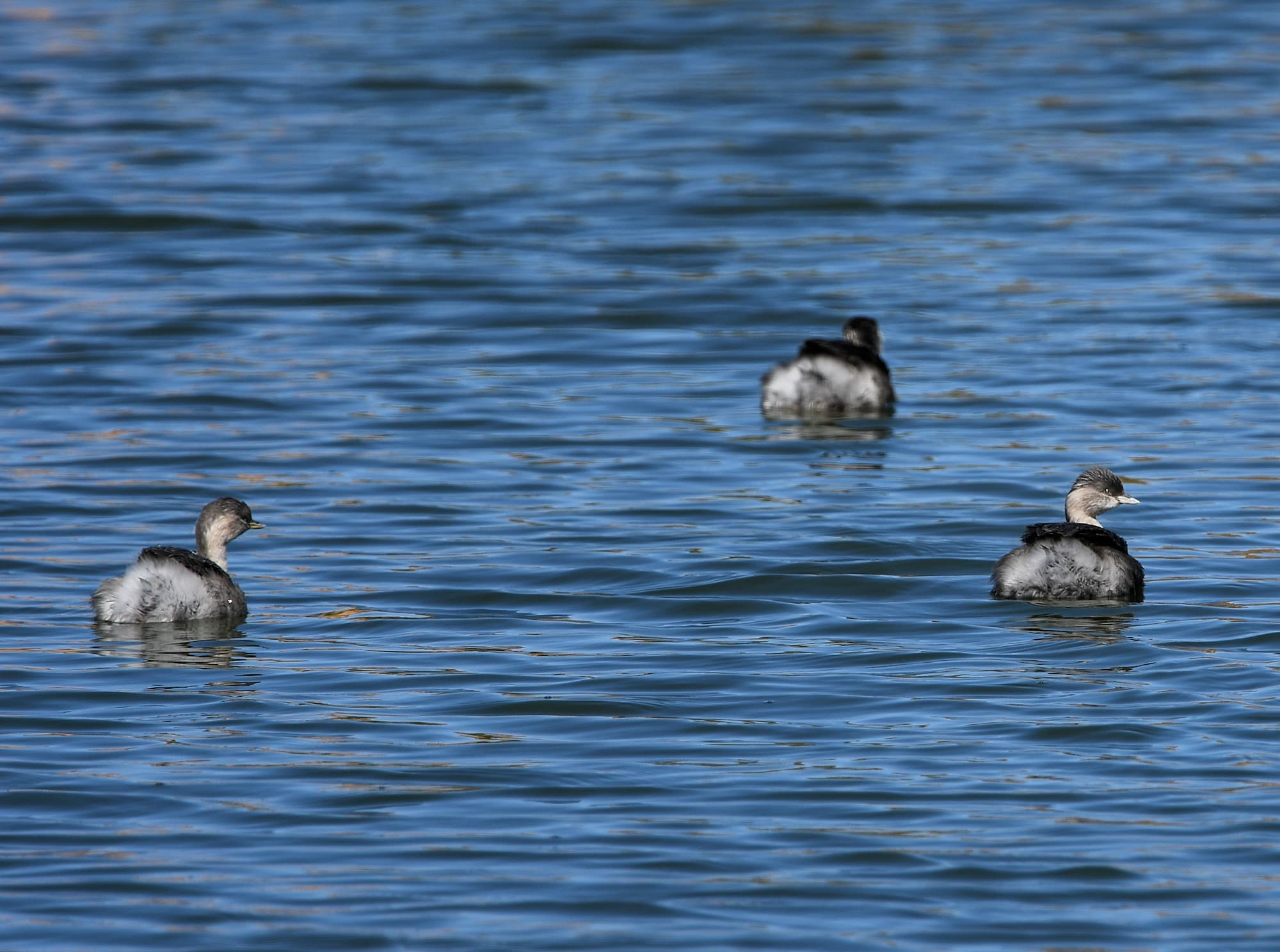 Hoary-headed Grebe at the Ponds – Ausemade
