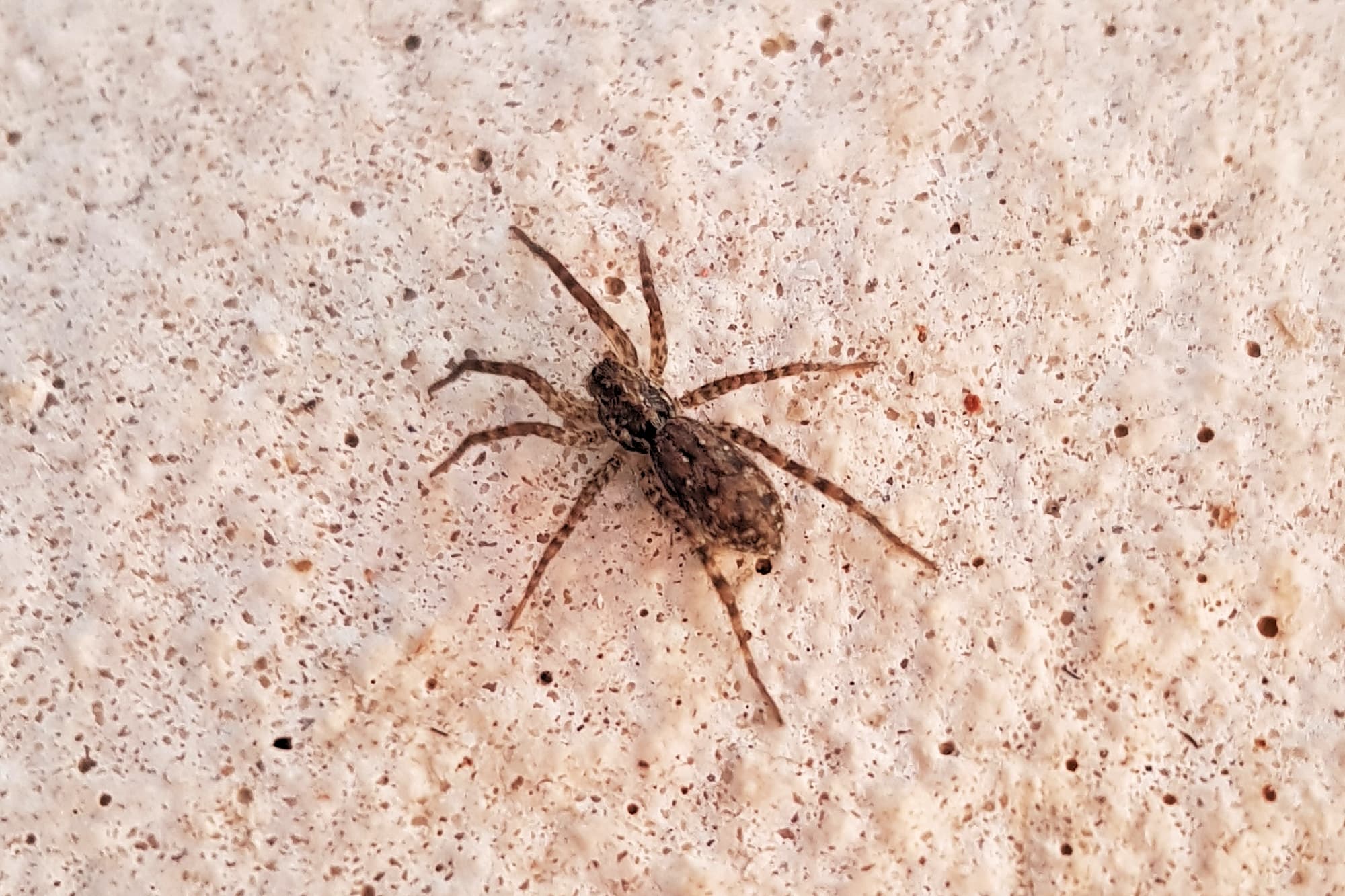 Hogna crispipes – Ausemade