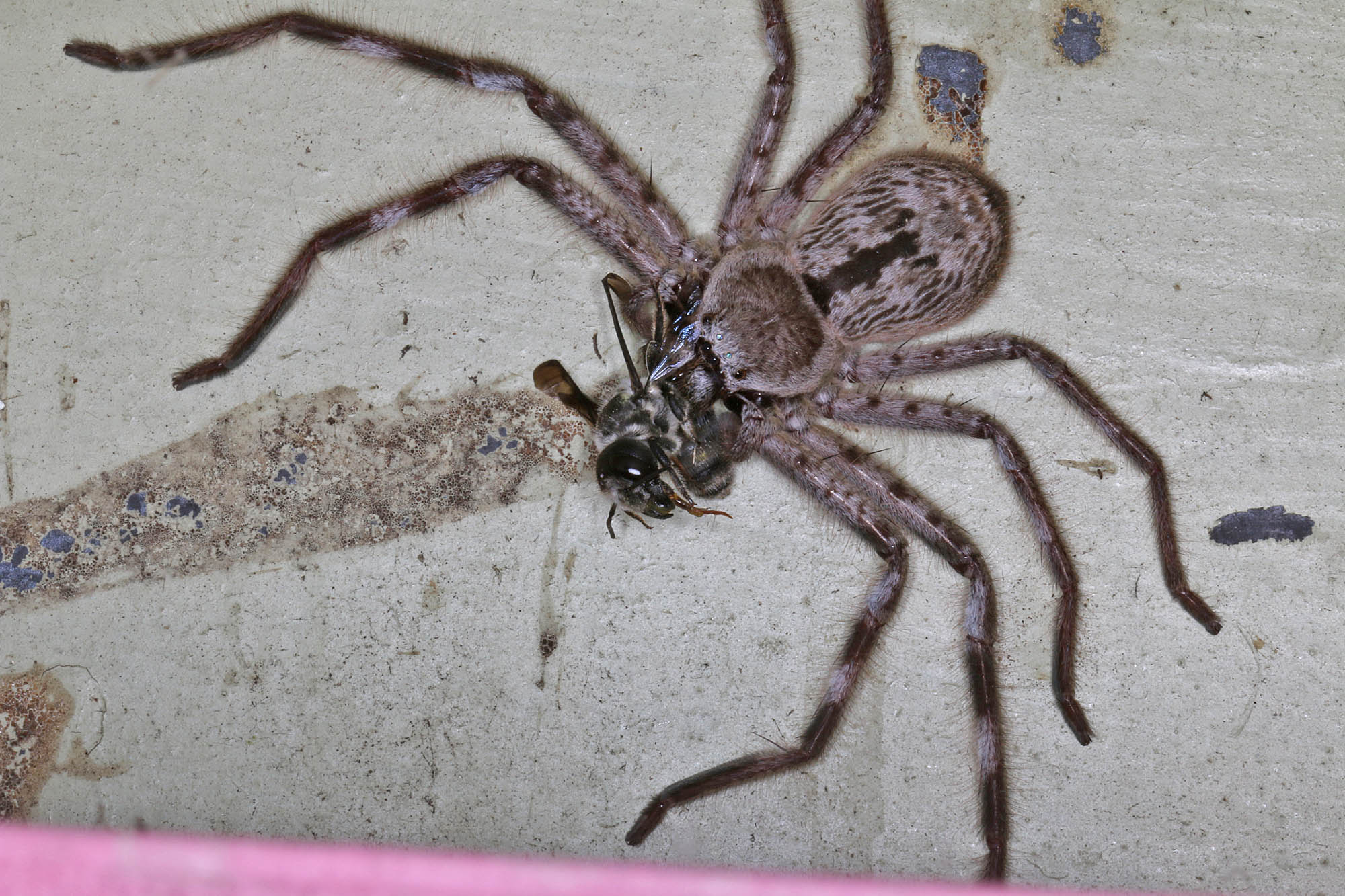 Holconia immanis – Ausemade