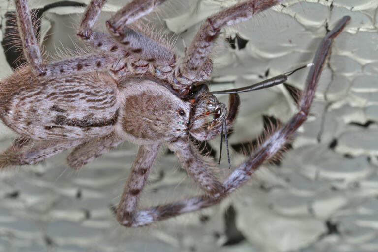 Holconia immanis – Ausemade