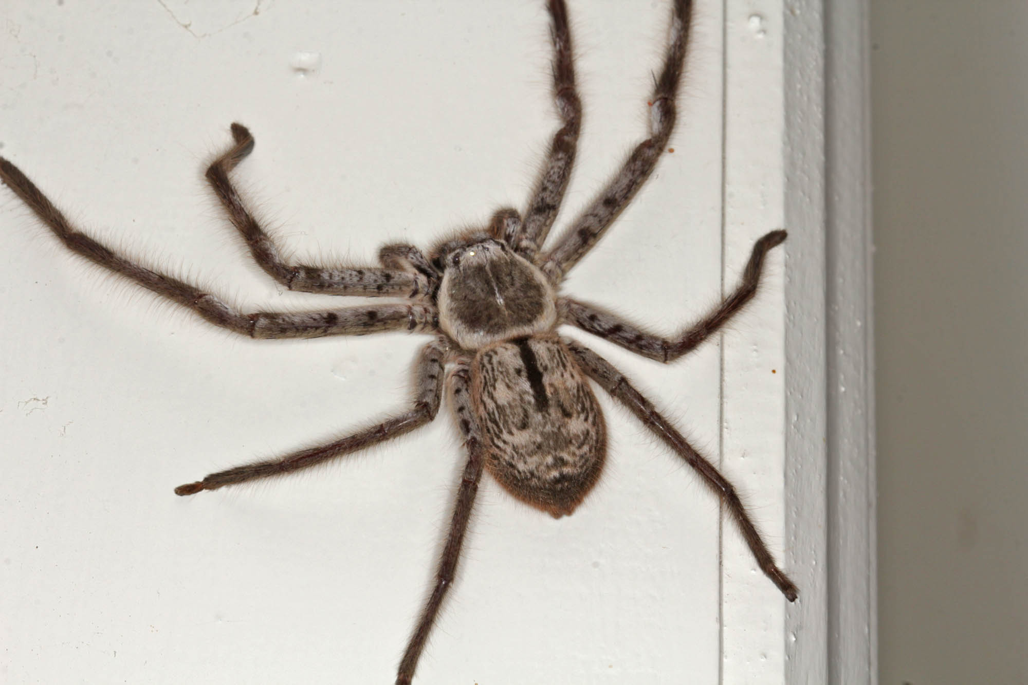 Southern Downs Spiders – Ausemade