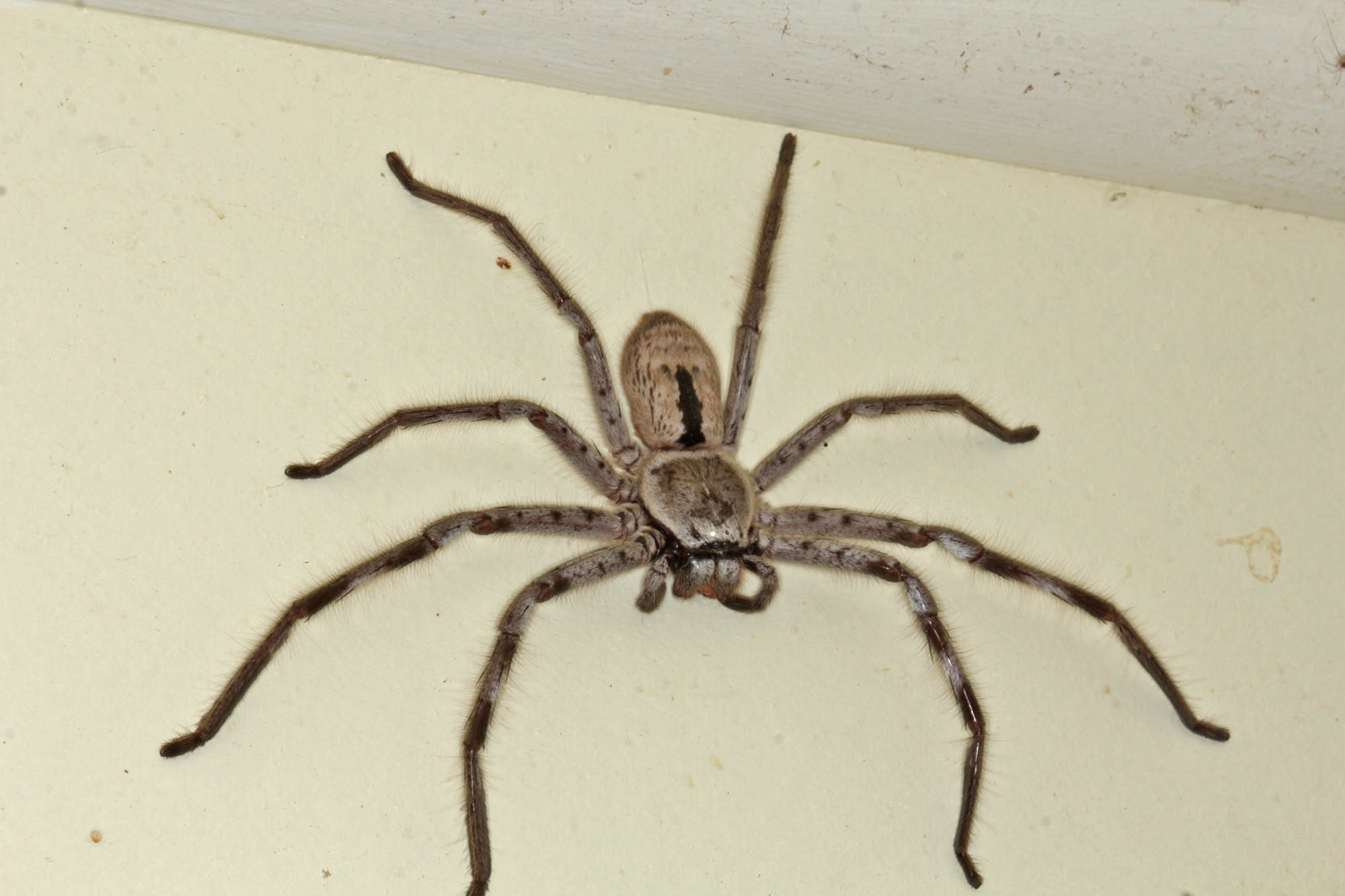 Southern Downs Spiders – Ausemade