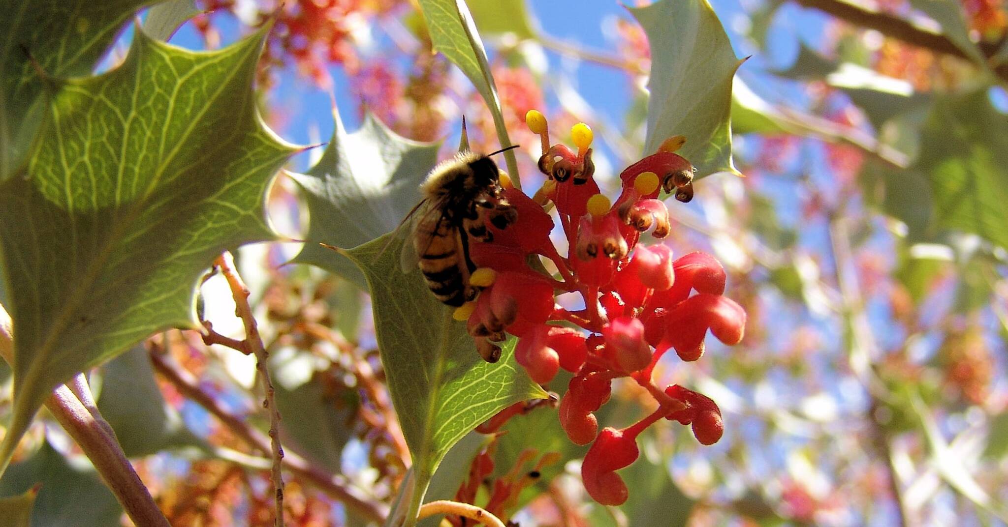 Grevillea wickhamii (Holly Grevillea) – Ausemade