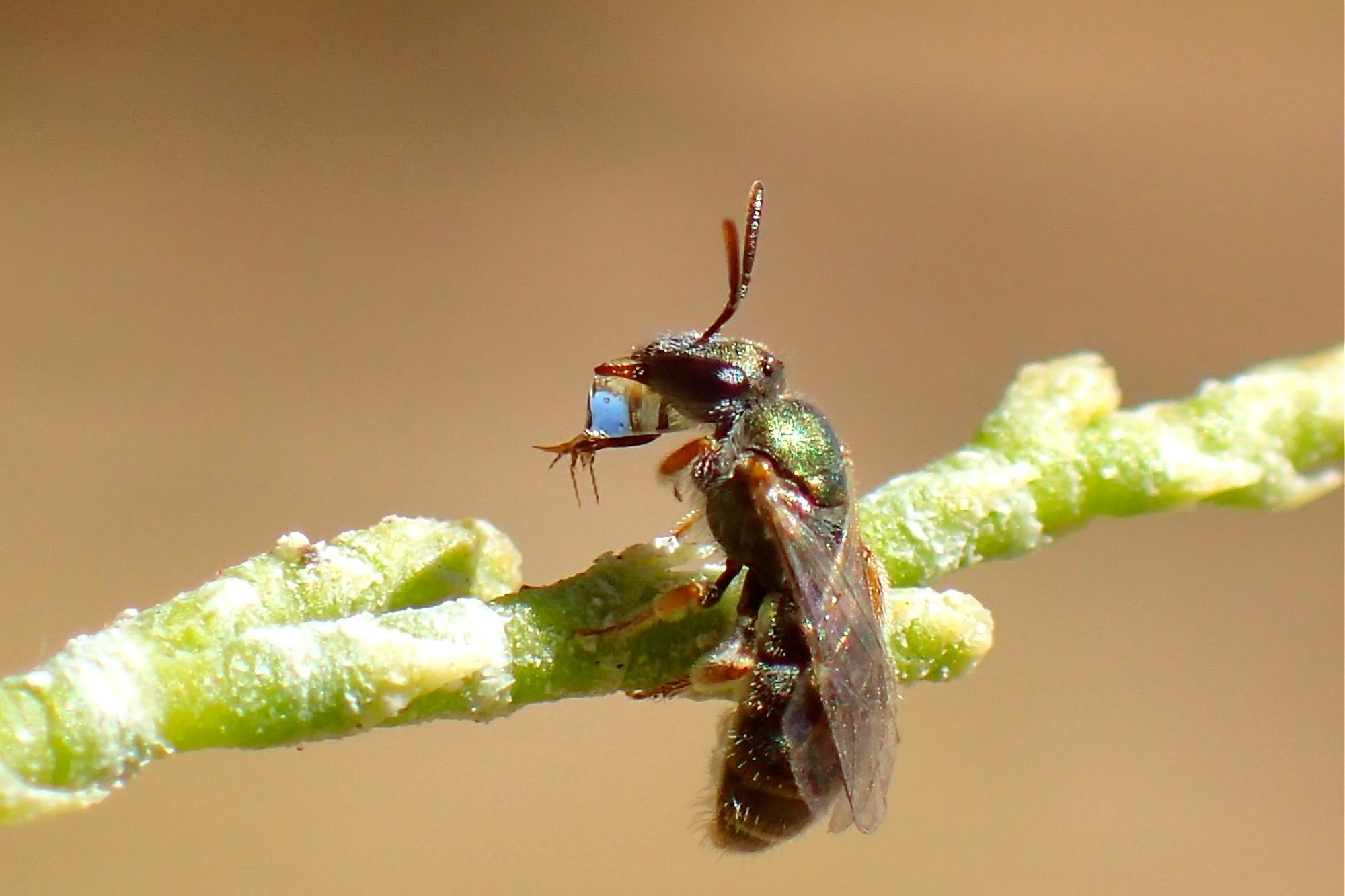 Bubbling Bees – Ausemade