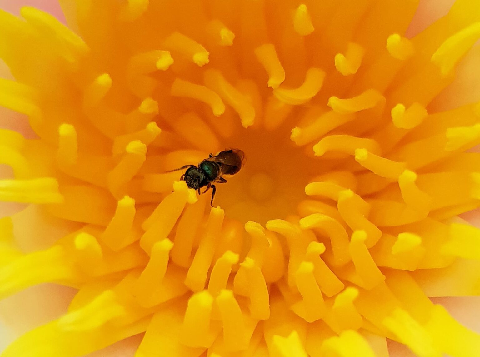 Alice Springs Bees – Ausemade