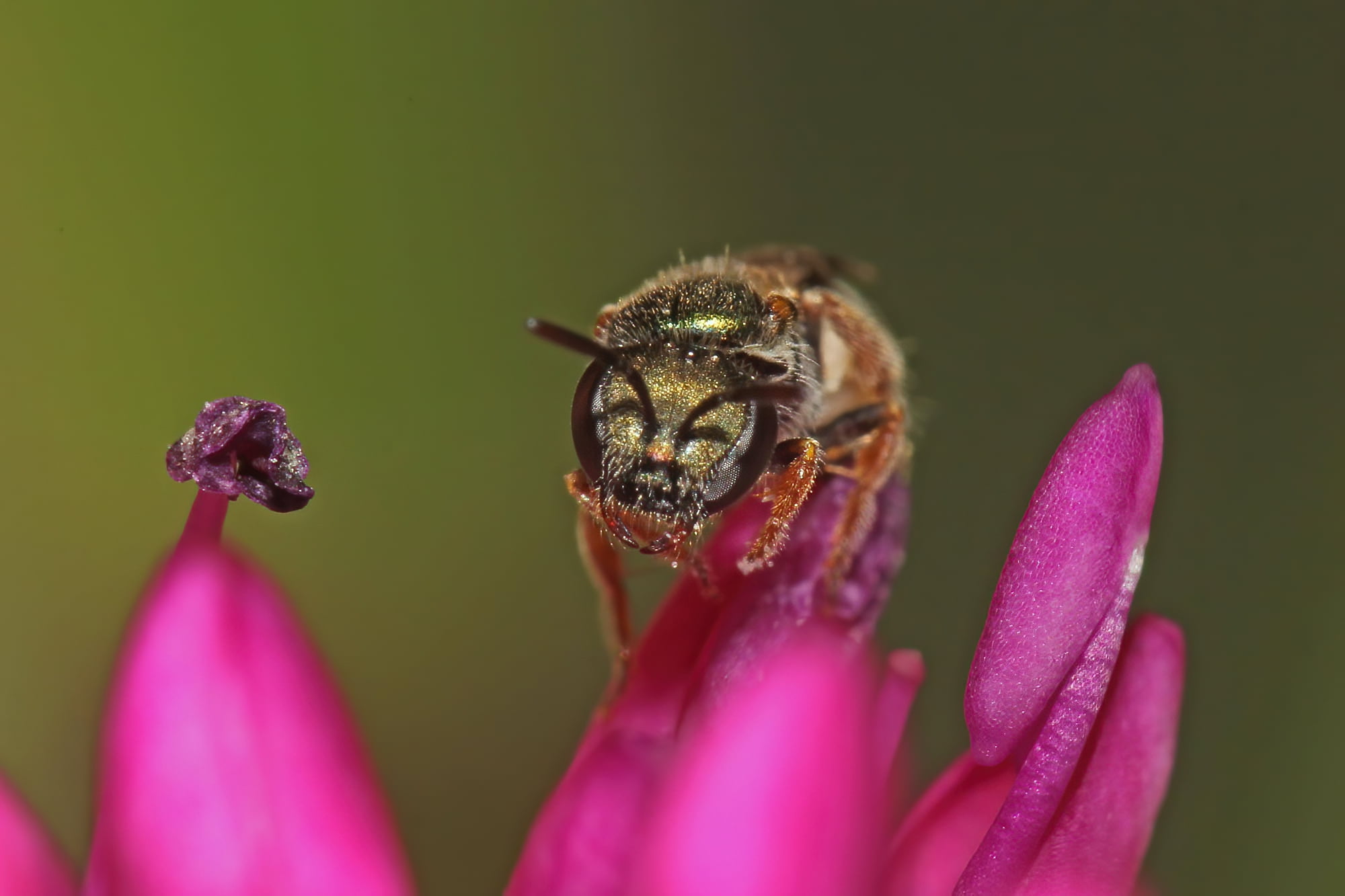 Southern Downs Fauna – Ausemade