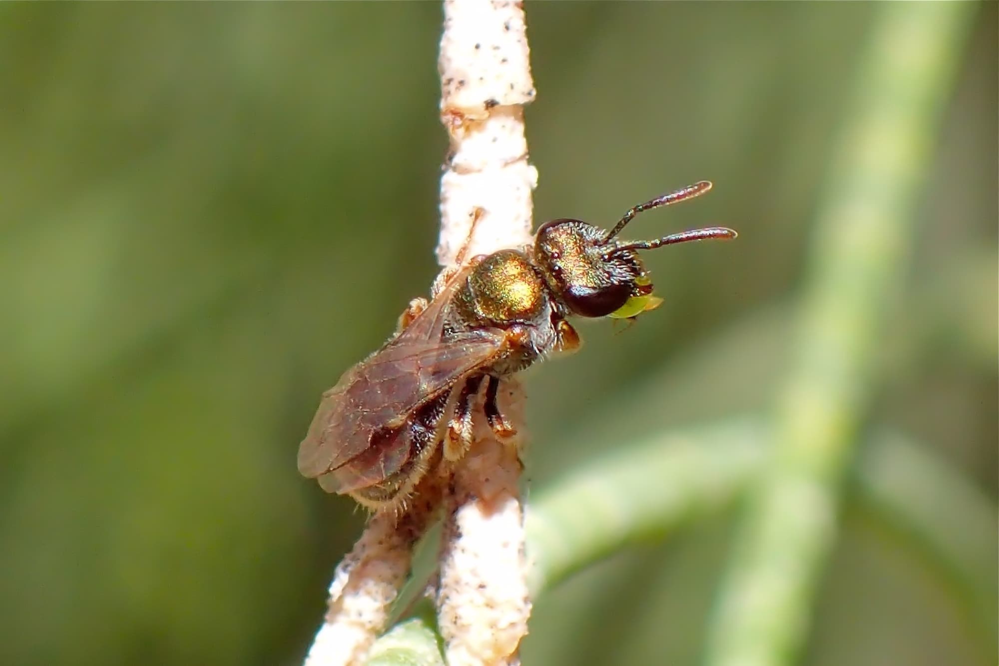 Wings of the bee – Ausemade