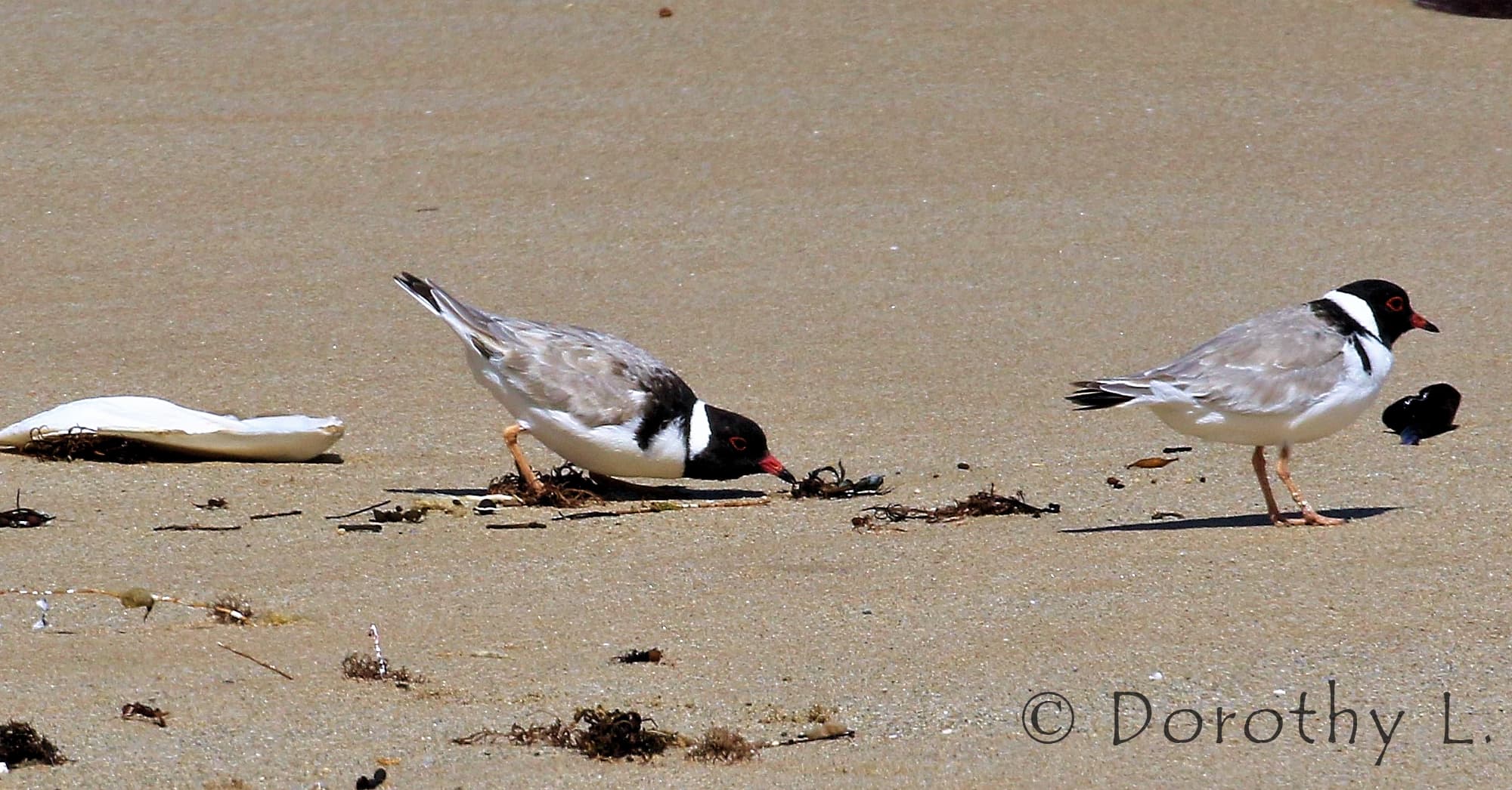 Hooded Plover – Ausemade