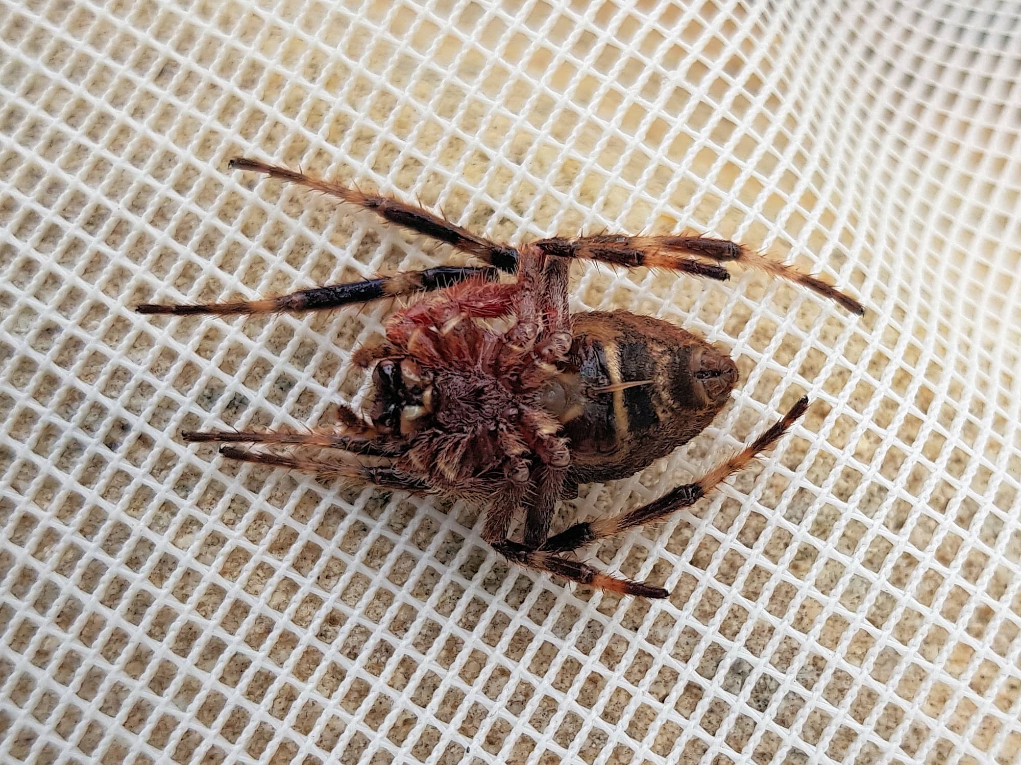 Hortophora sp – Ausemade