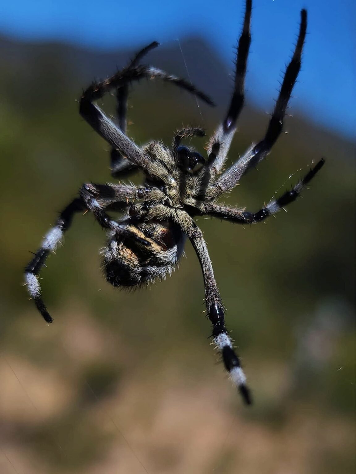 Spiders in Australia – Ausemade