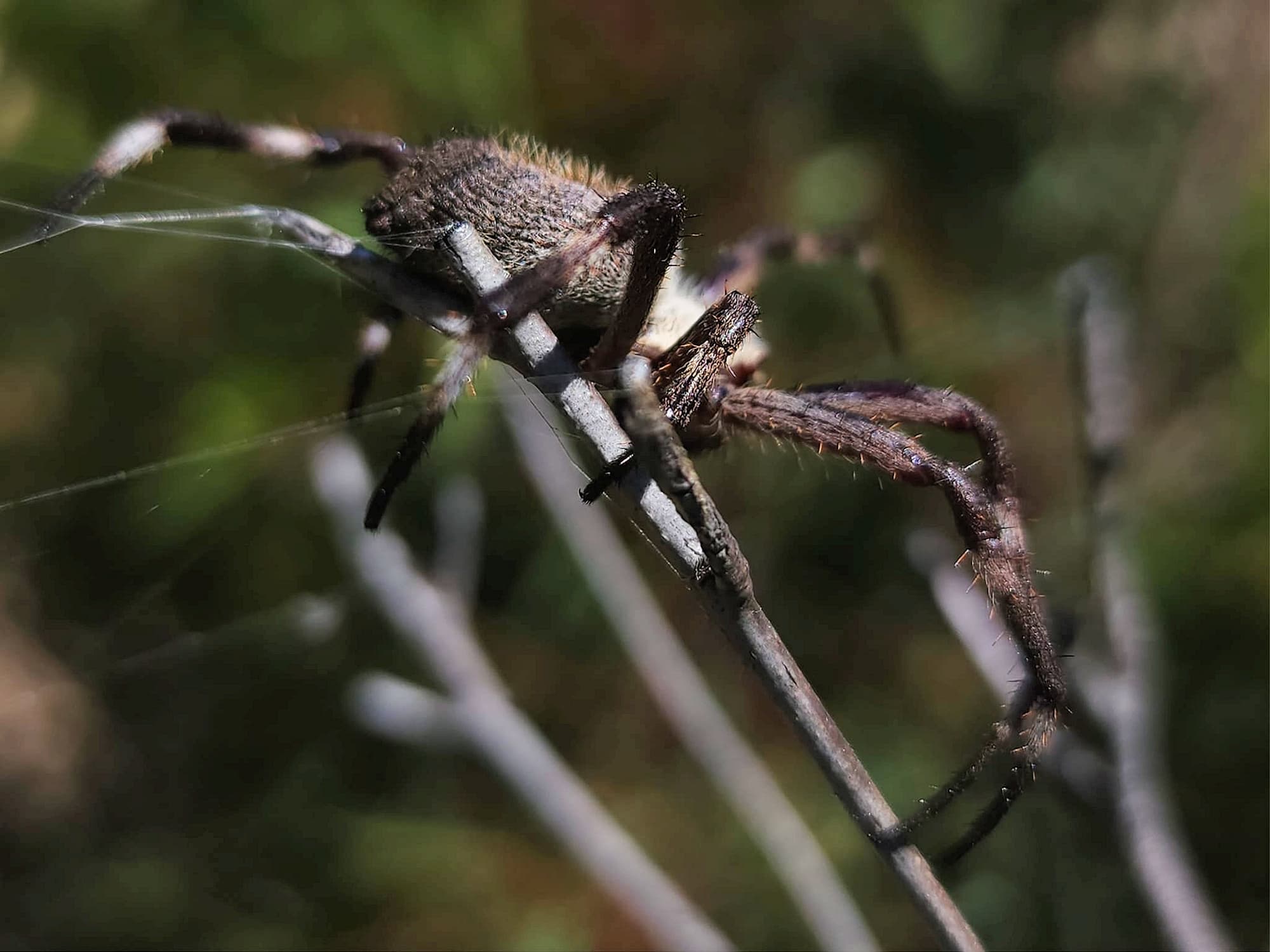 Hortophora sp (Australasian Garden-Orb Weaver) – Ausemade