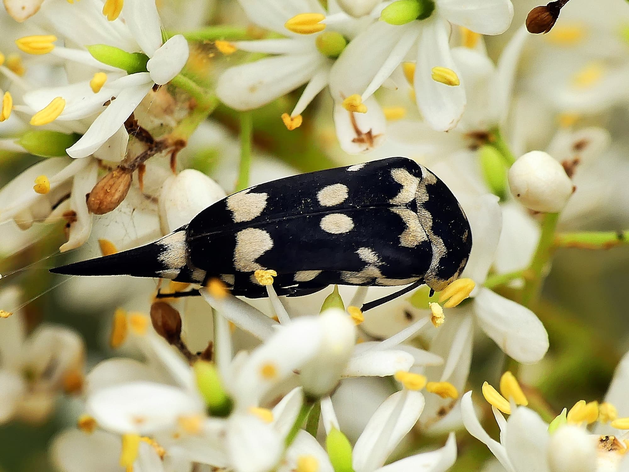 Jewel Beetles – Ausemade