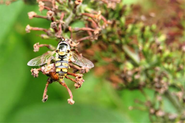 Yellow-shouldered Stout Hover Fly (Simosyrphus grandicornis) – Ausemade