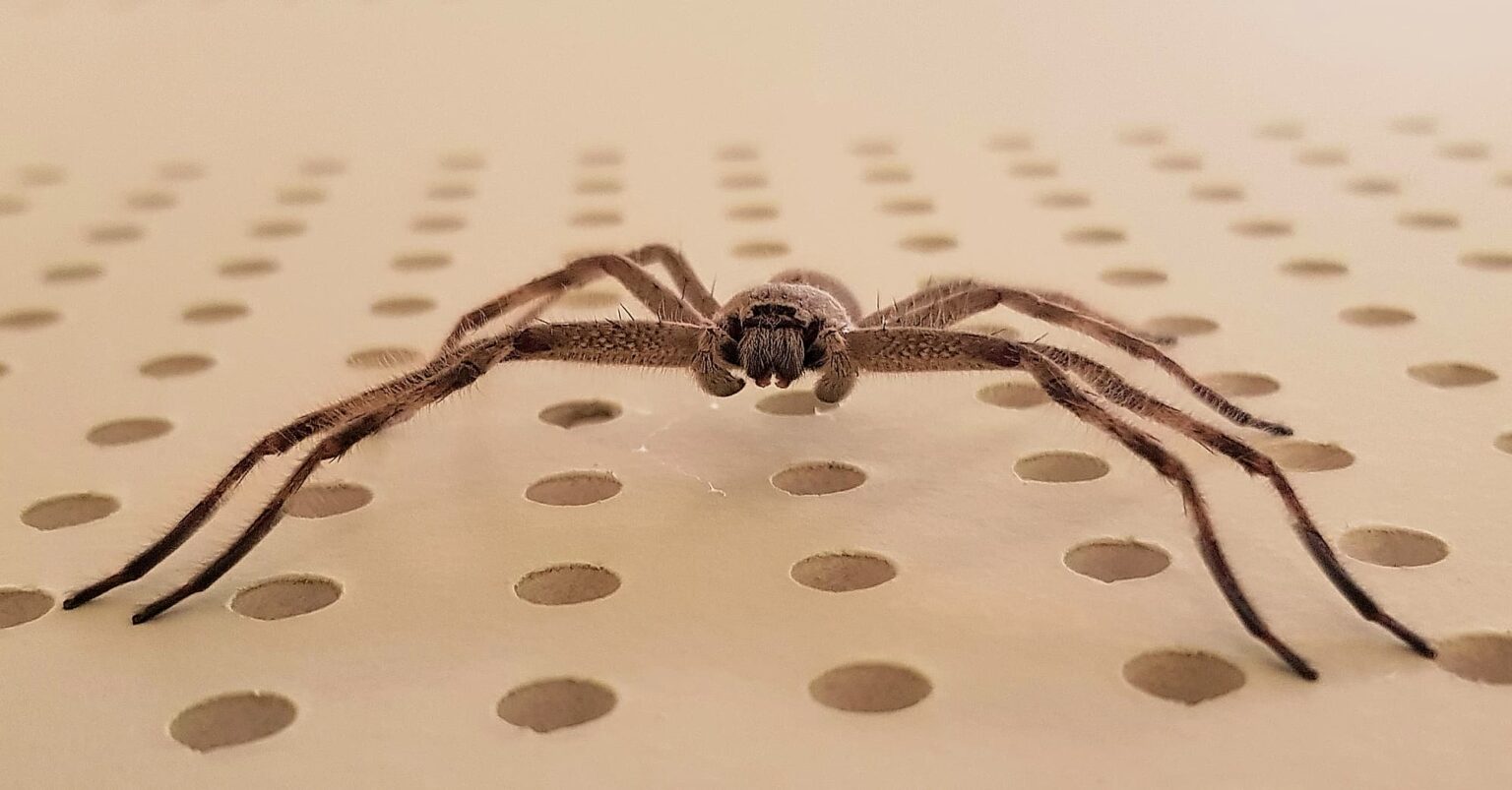 Australian Huntsman Spider – Ausemade