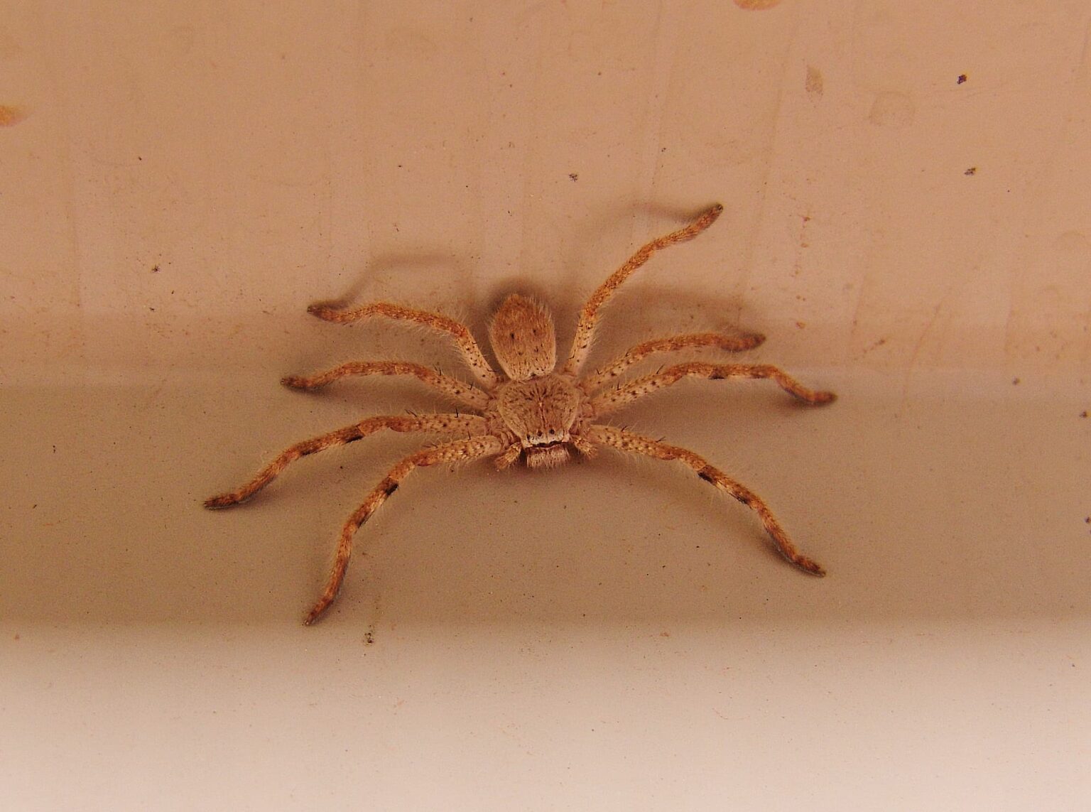 Australian Huntsman Spider – Ausemade