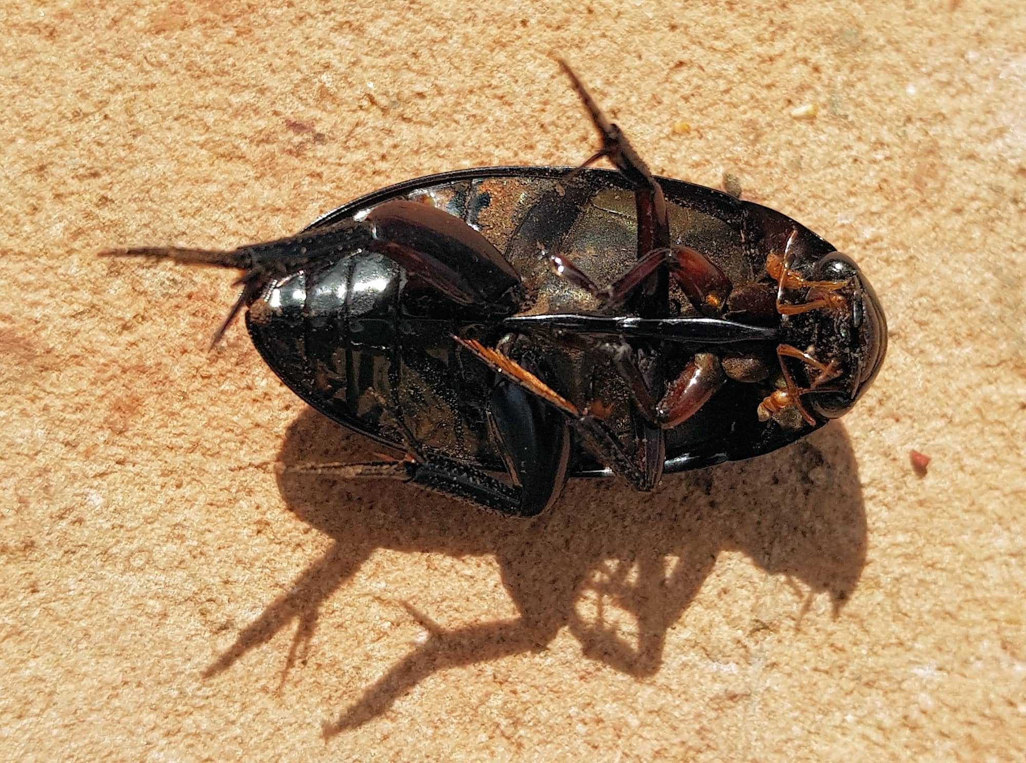 Hydrophilus brevispina – Ausemade