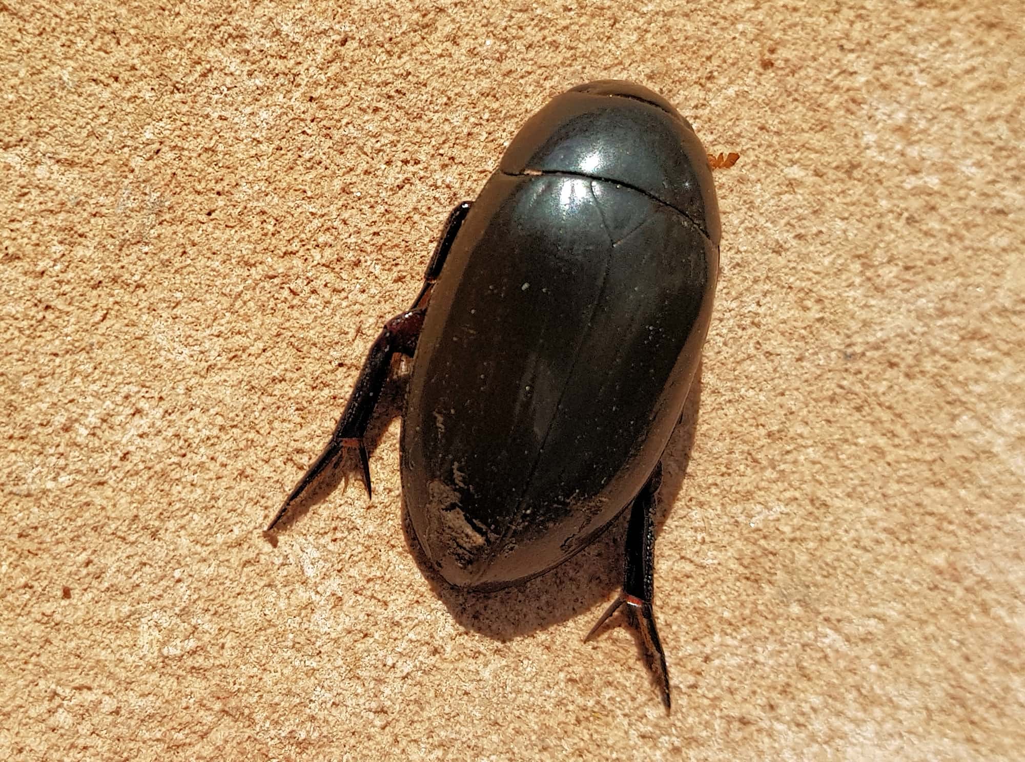 Hydrophilus brevispina – Ausemade