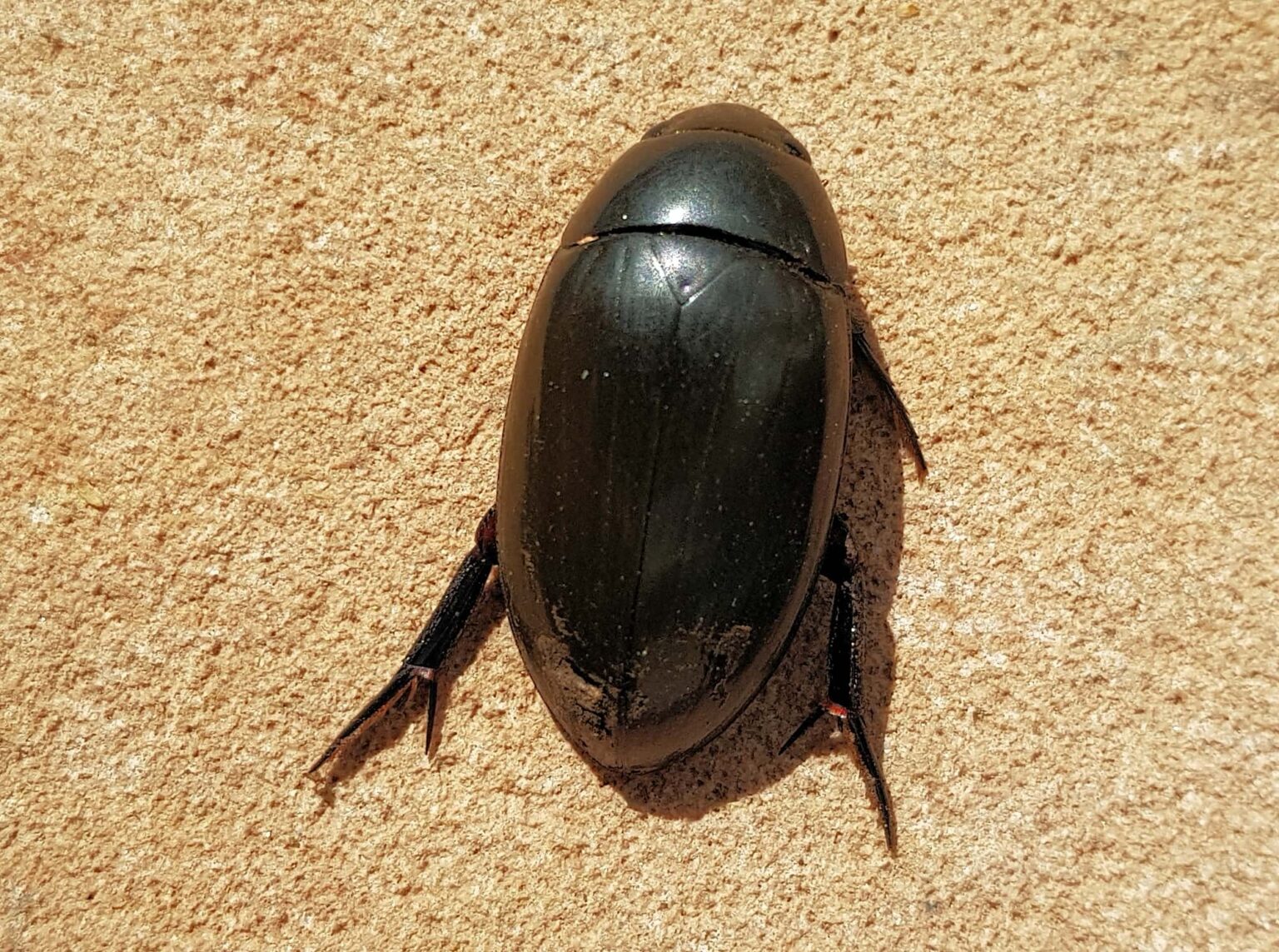 Hydrophilus brevispina – Ausemade