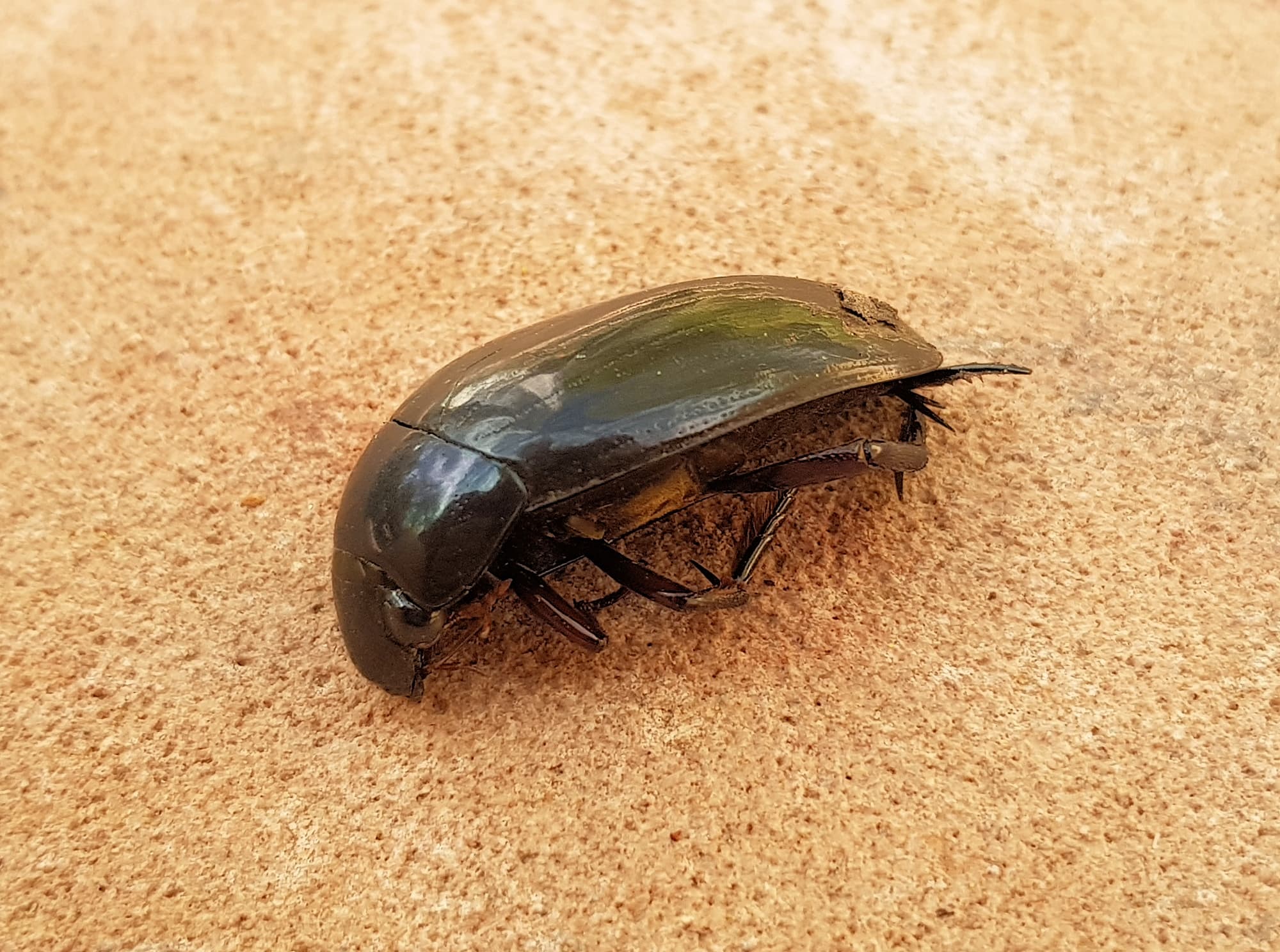 Hydrophilus brevispina – Ausemade