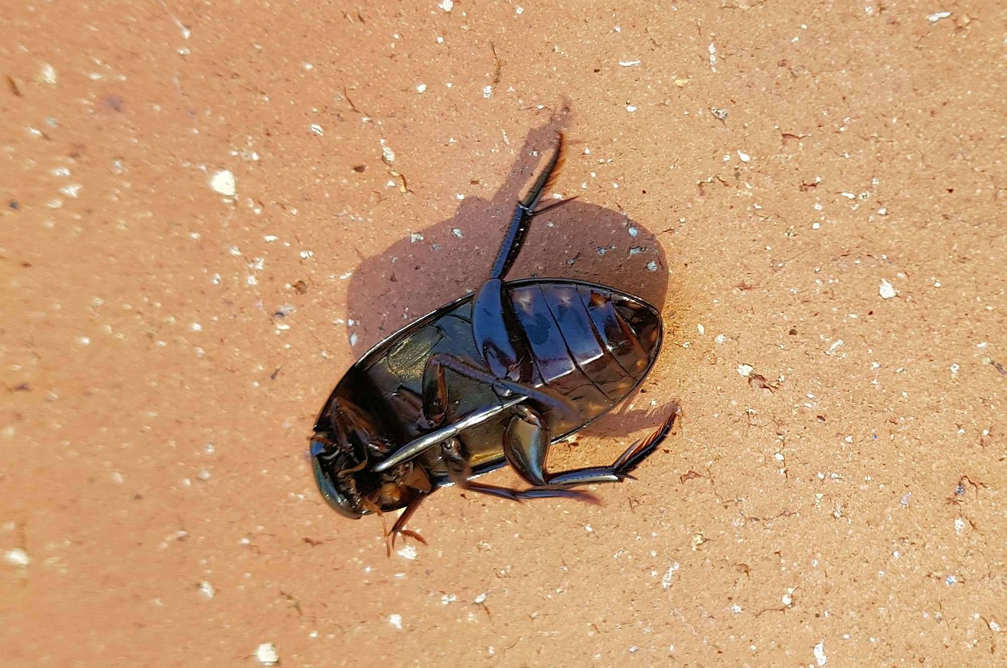 Hydrophilus – Ausemade