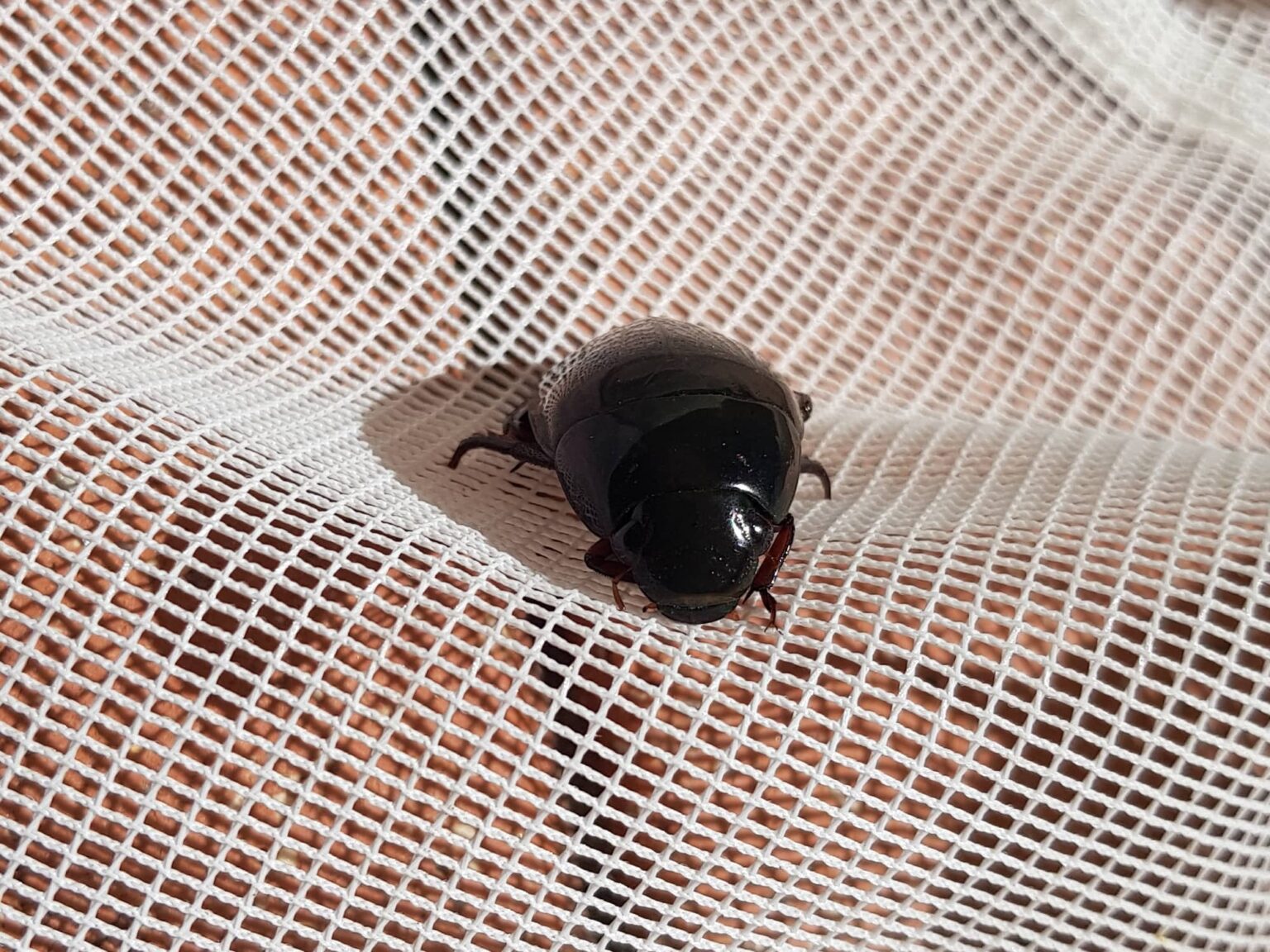 Hydrophilus – Ausemade