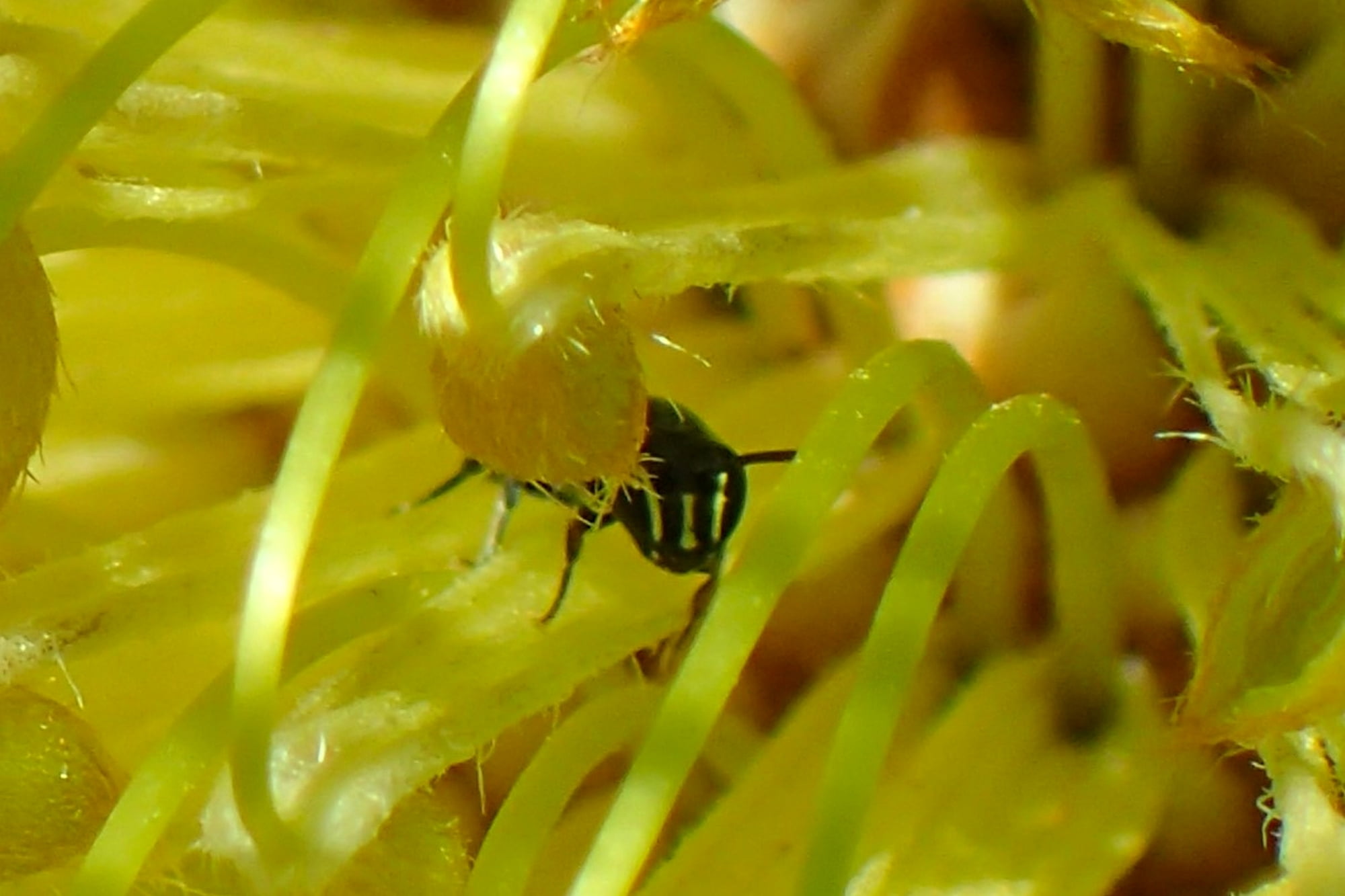 More of the Banksia bees… – Ausemade