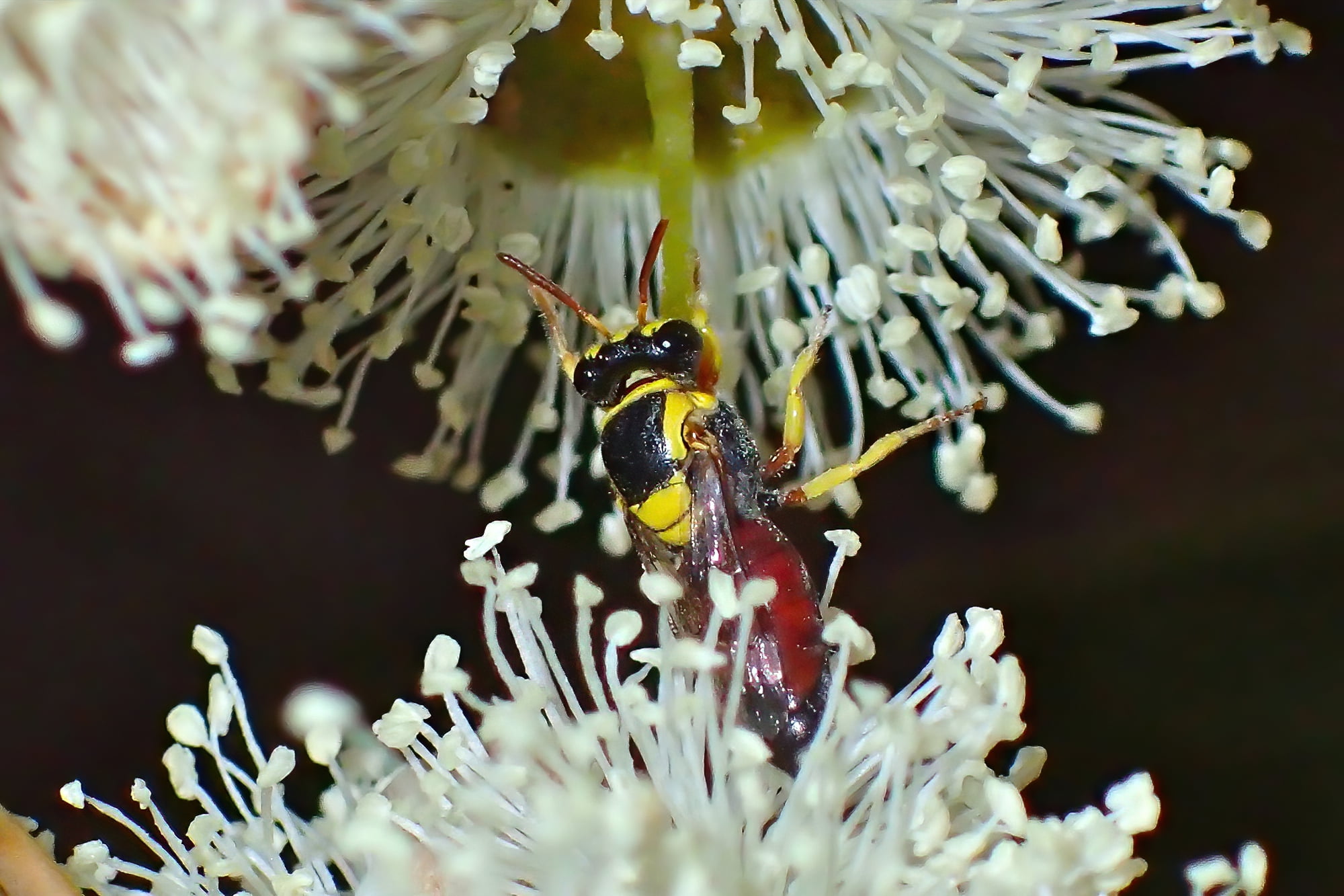 Hylaeus elegans – Ausemade