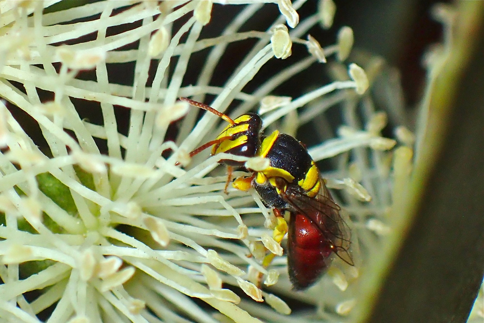 Hylaeus elegans – Ausemade