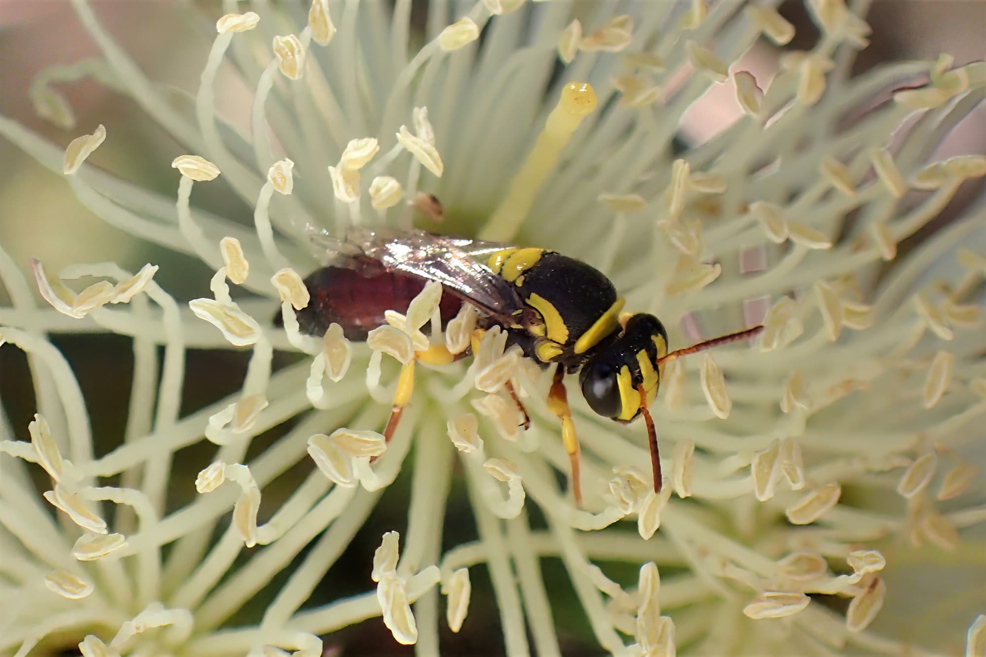 Insects on the Moort – Ausemade